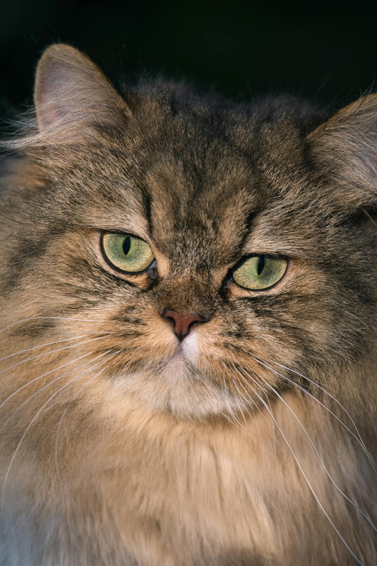 Cat Pfp Photos, Download The BEST Free Cat Pfp Stock Photos & HD Images