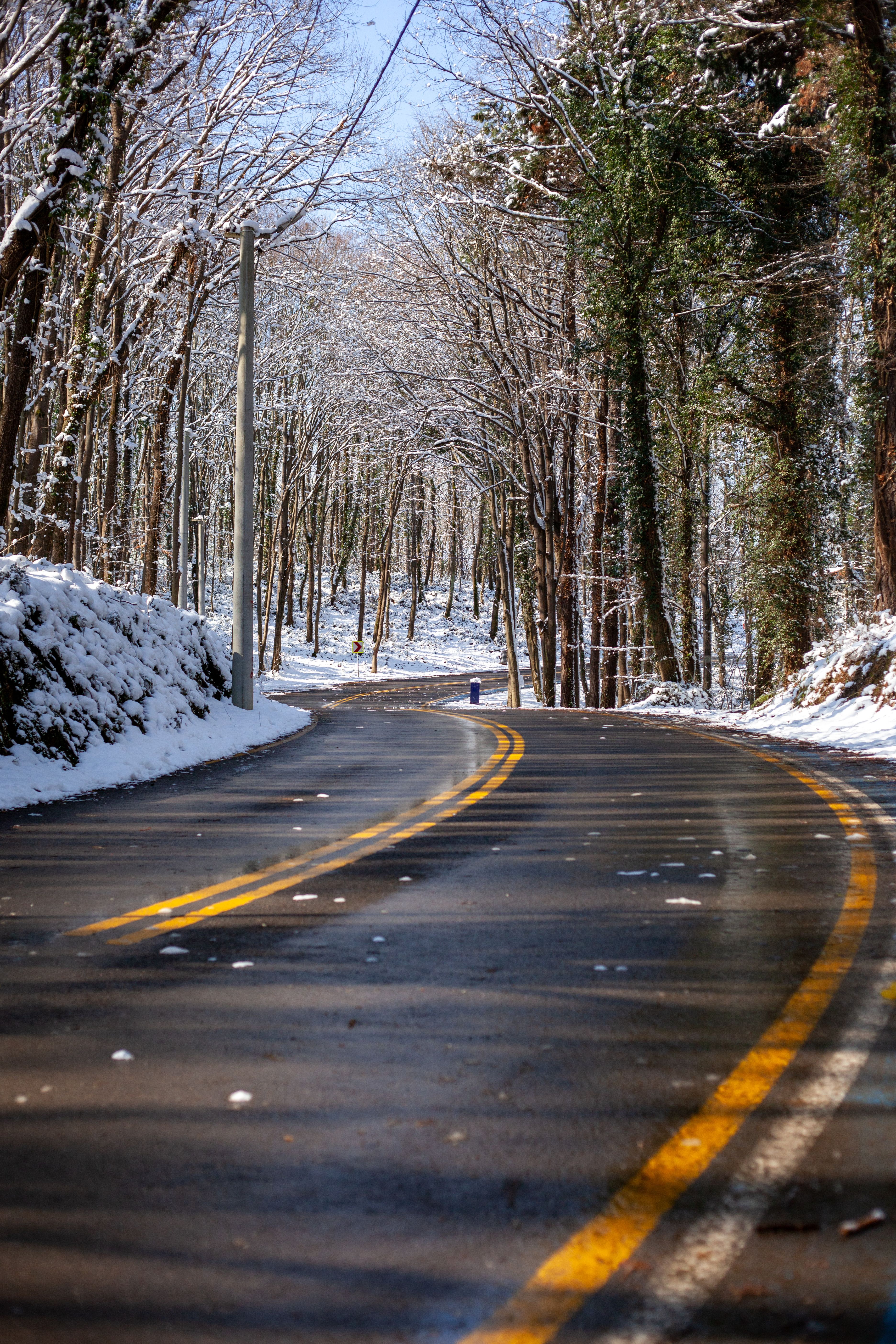 Snow-Covered Forest Road in Winter · Free Stock Photo