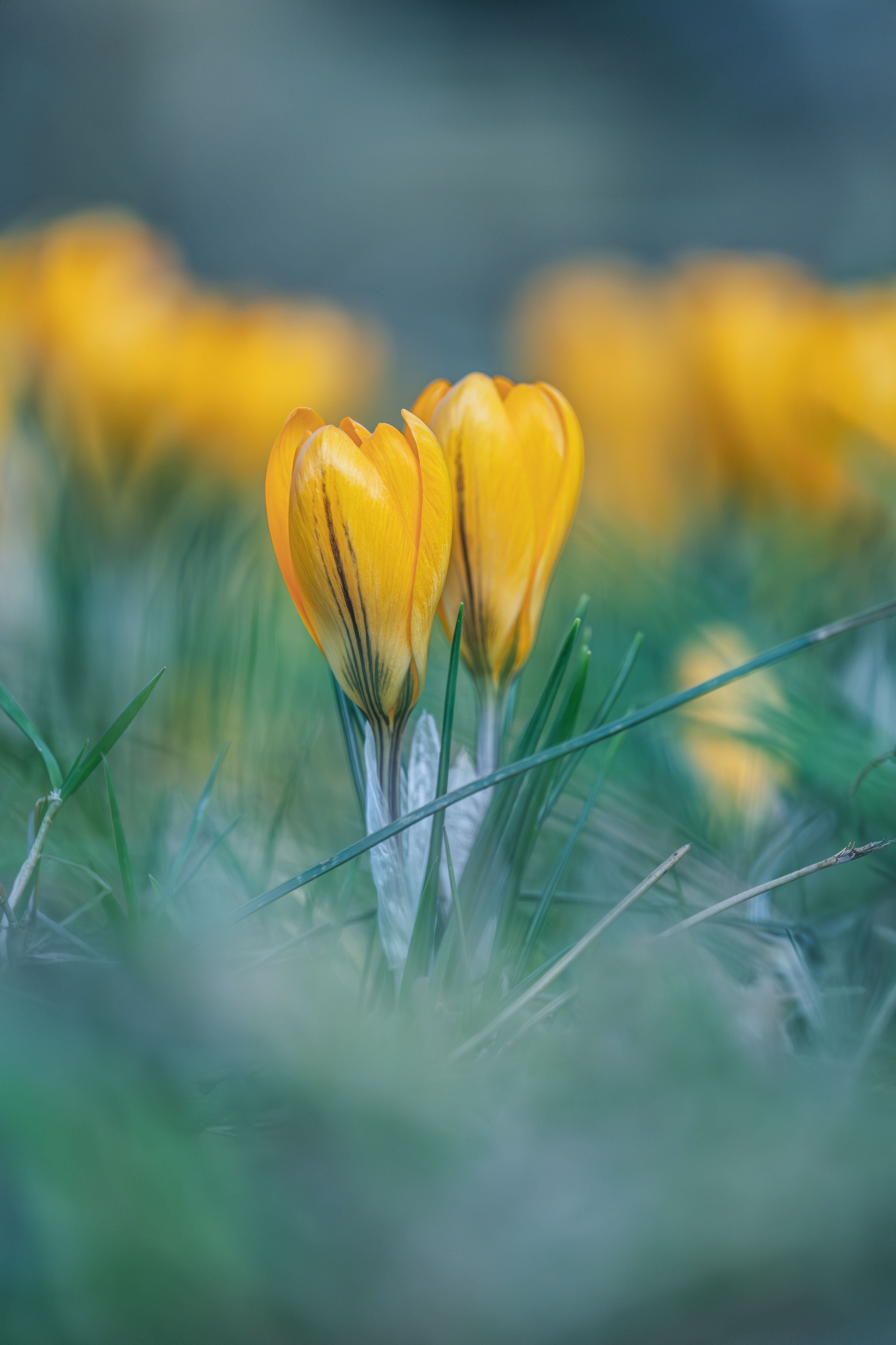 Spring Yellow Crocuses in Bloom · Free Stock Photo