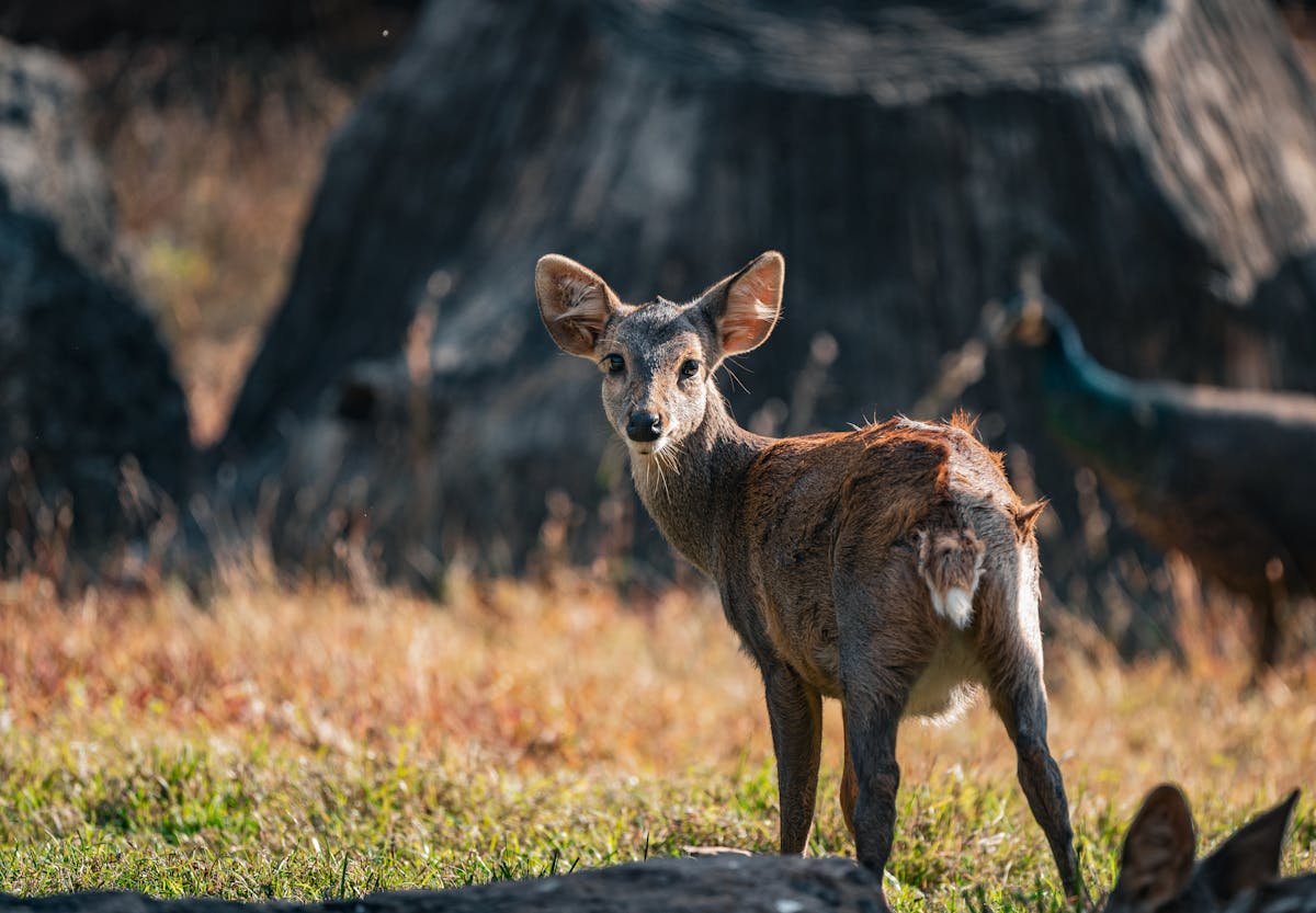 Free Download 1 Mb Jpg Images Photos, Download The BEST Free Free ...