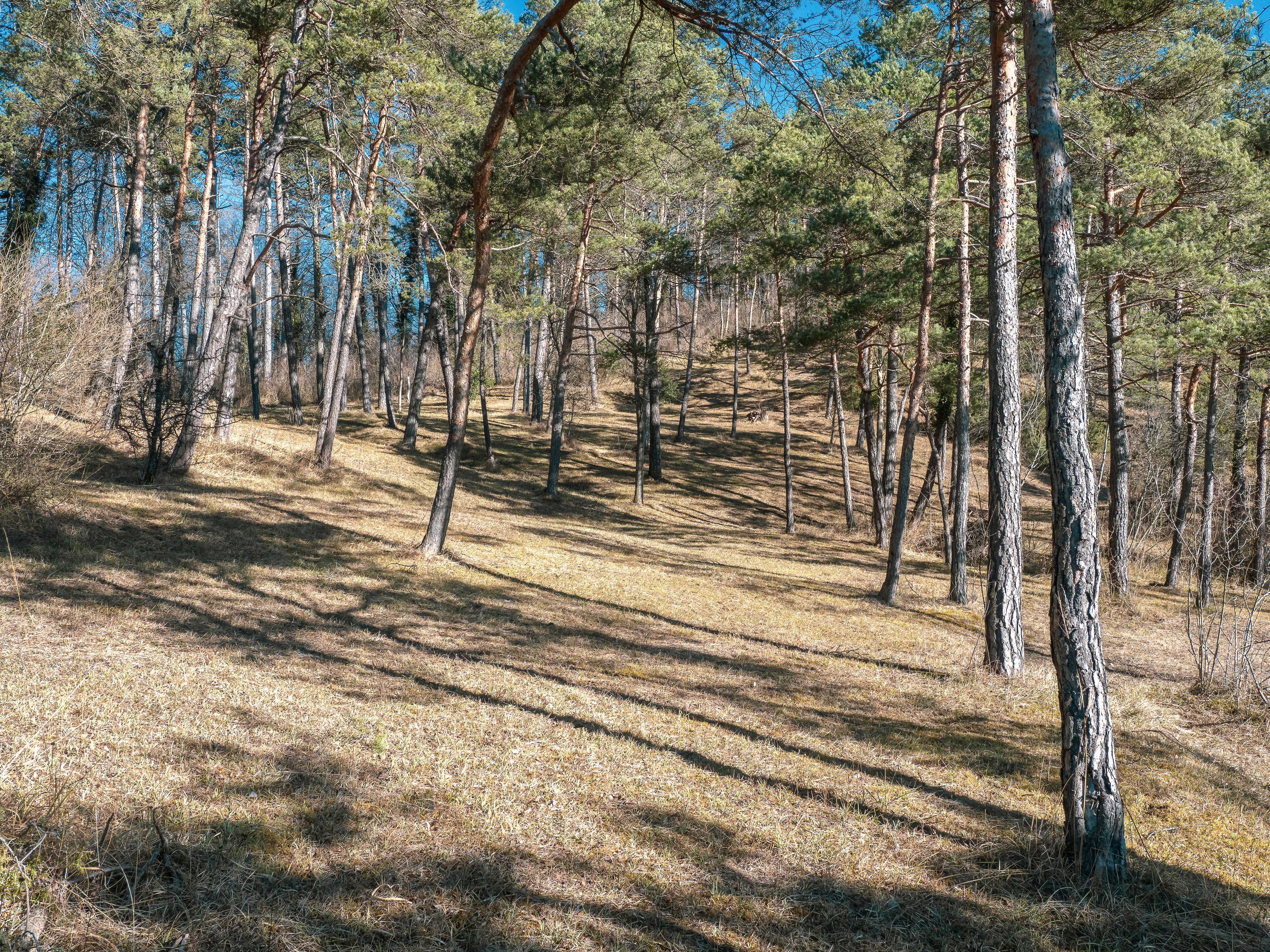 Serene Pine Forest Landscape in Early Spring · Free Stock Photo