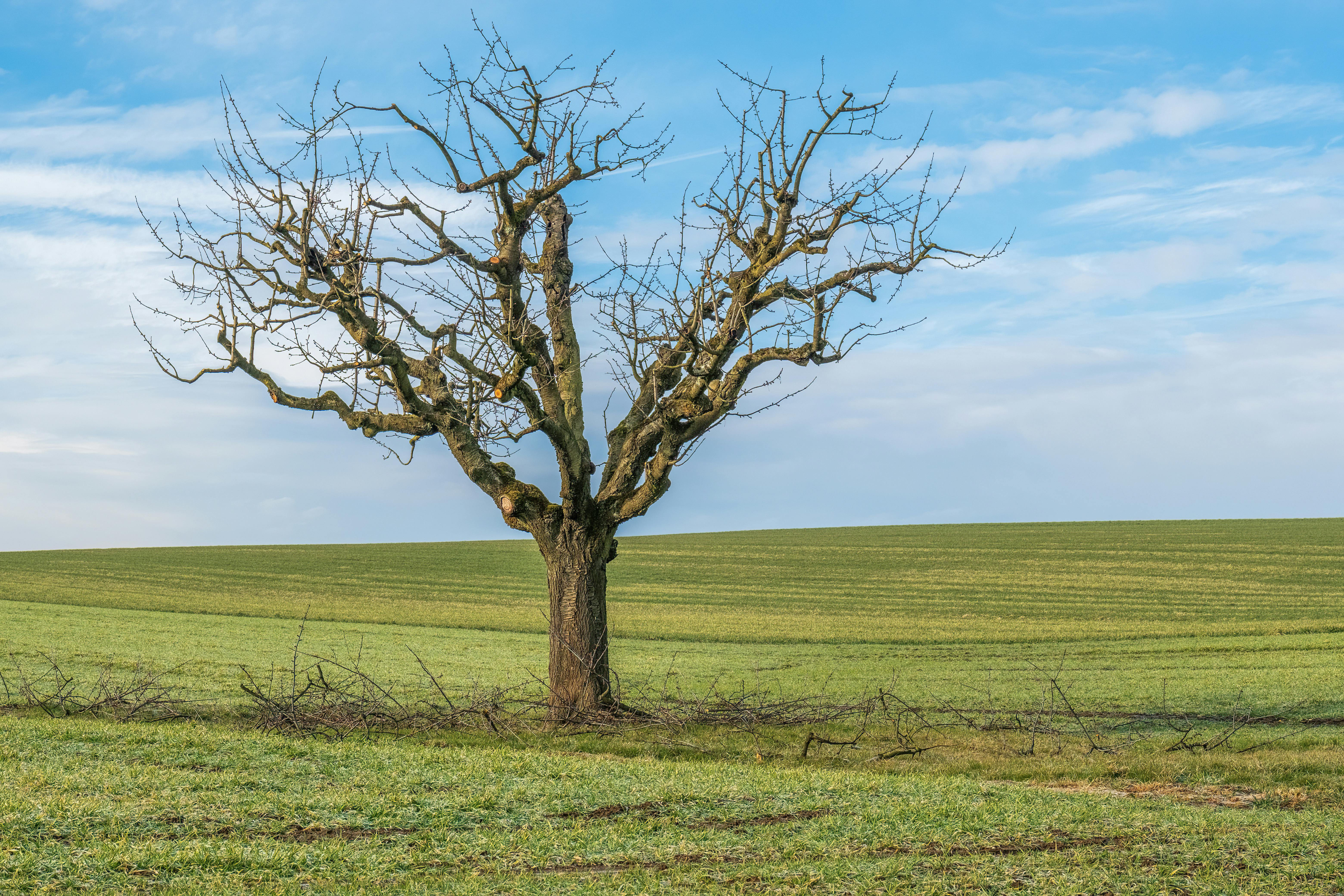 Lonely Tree in a Vast Green Field Landscape · Free Stock Photo