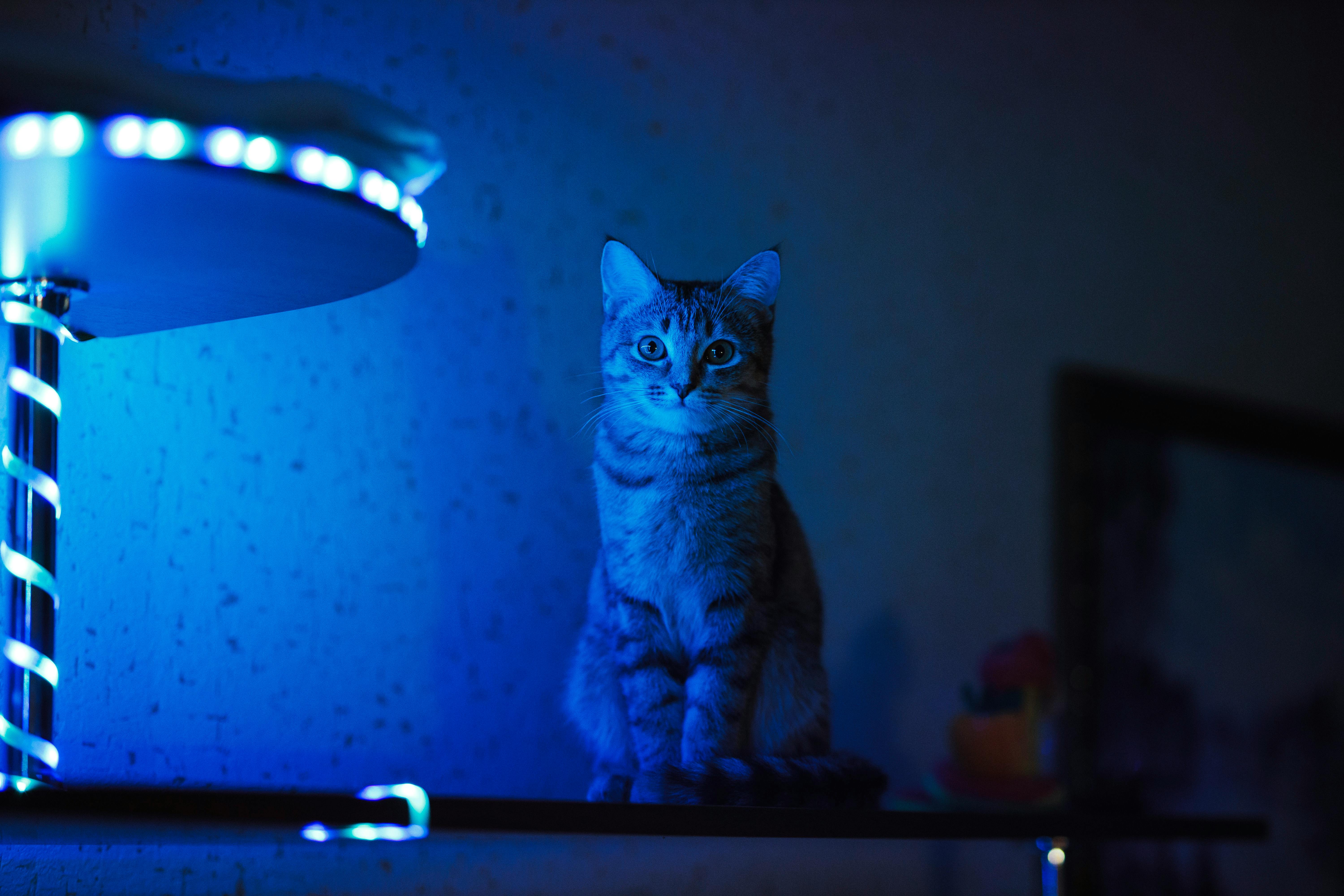 Cat Pfp Photos, Download The BEST Free Cat Pfp Stock Photos & HD Images