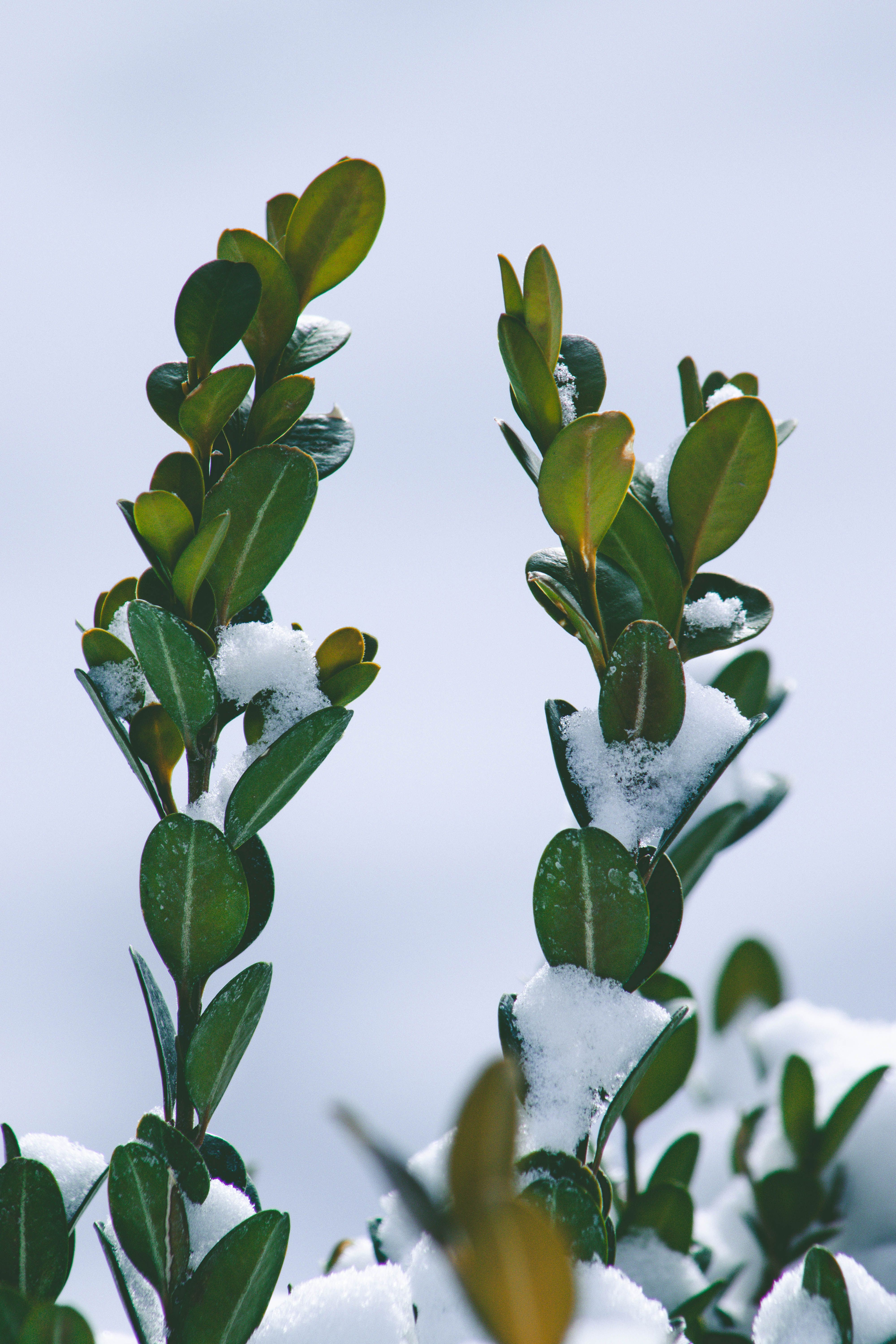 Photography of Snow on Plants · Free Stock Photo
