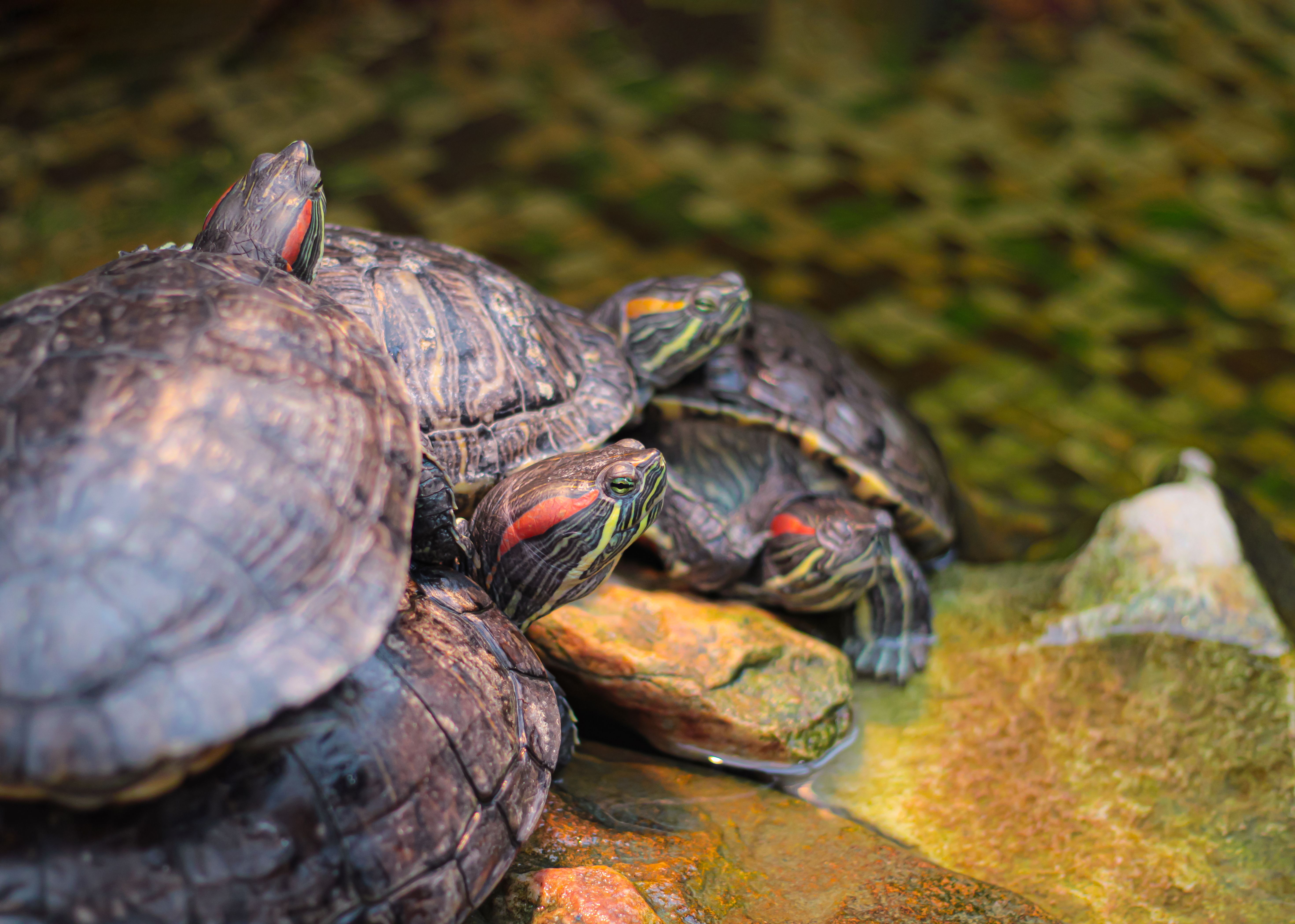 Group of Red-eared Slider Turtles on Rocks · Free Stock Photo