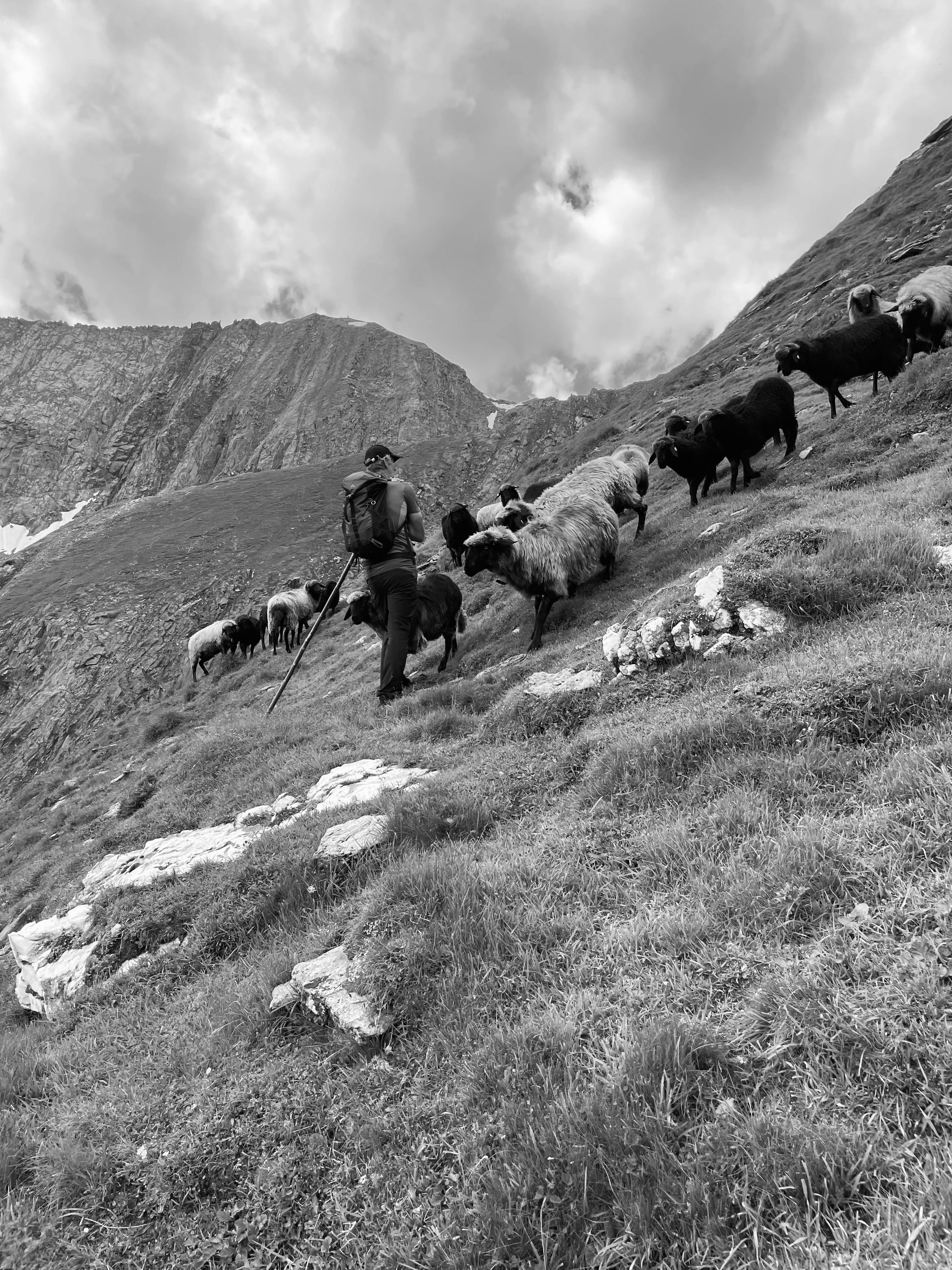 Shepherd Guiding Sheep in Mountain Landscape · Free Stock Photo