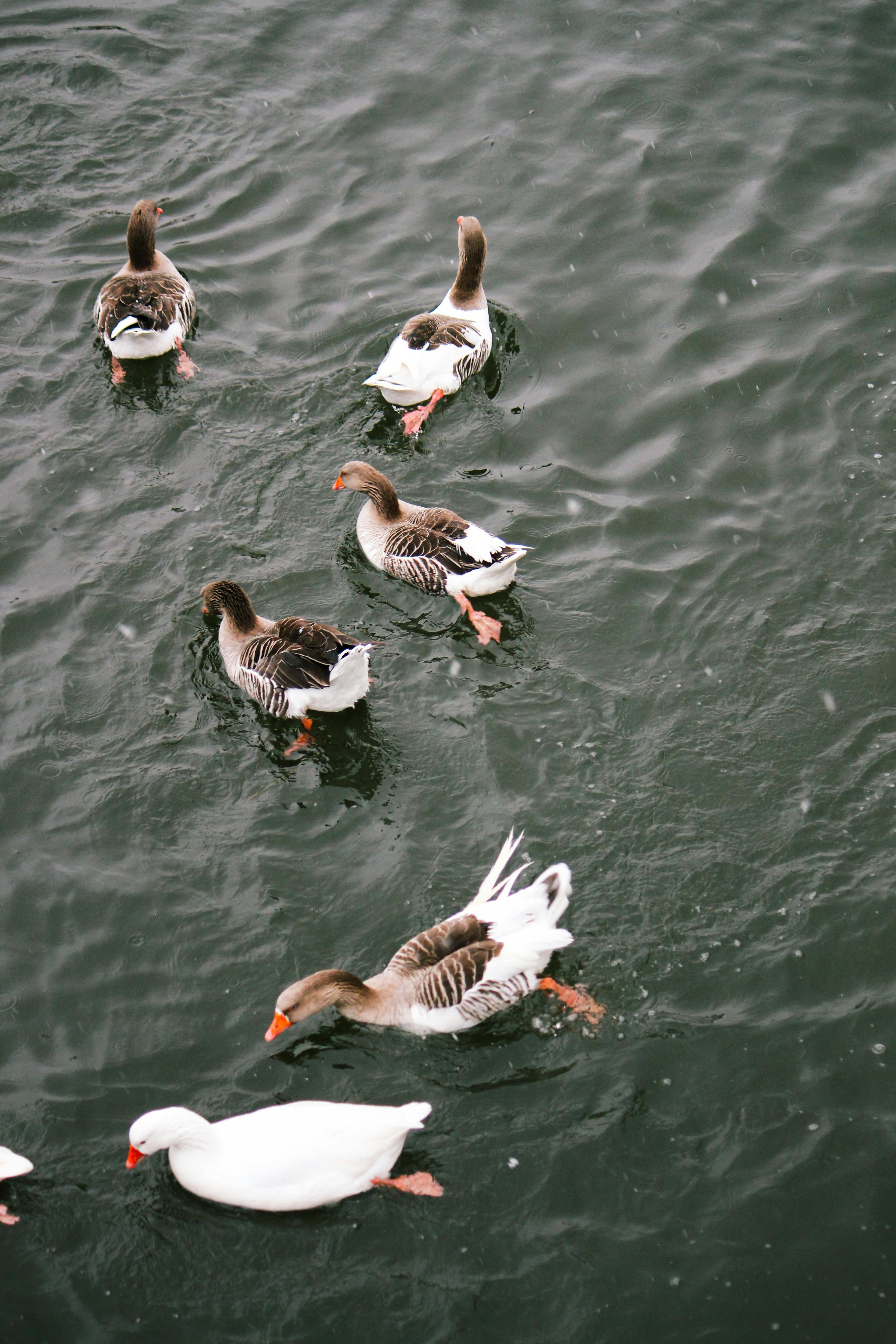 Goose on Body of Water · Free Stock Photo