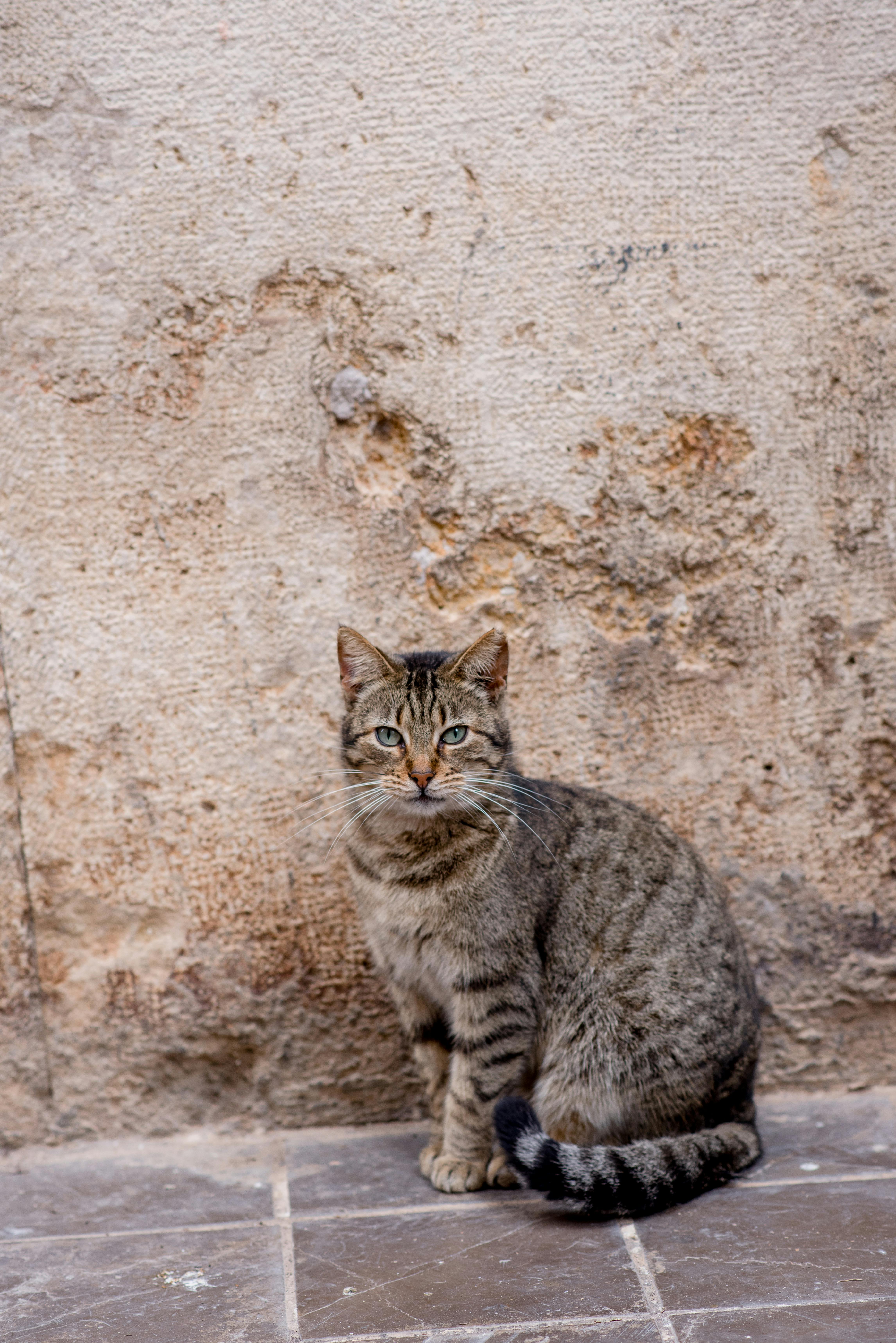 Stray Tabby Cat by Rustic Wall Outdoors · Free Stock Photo