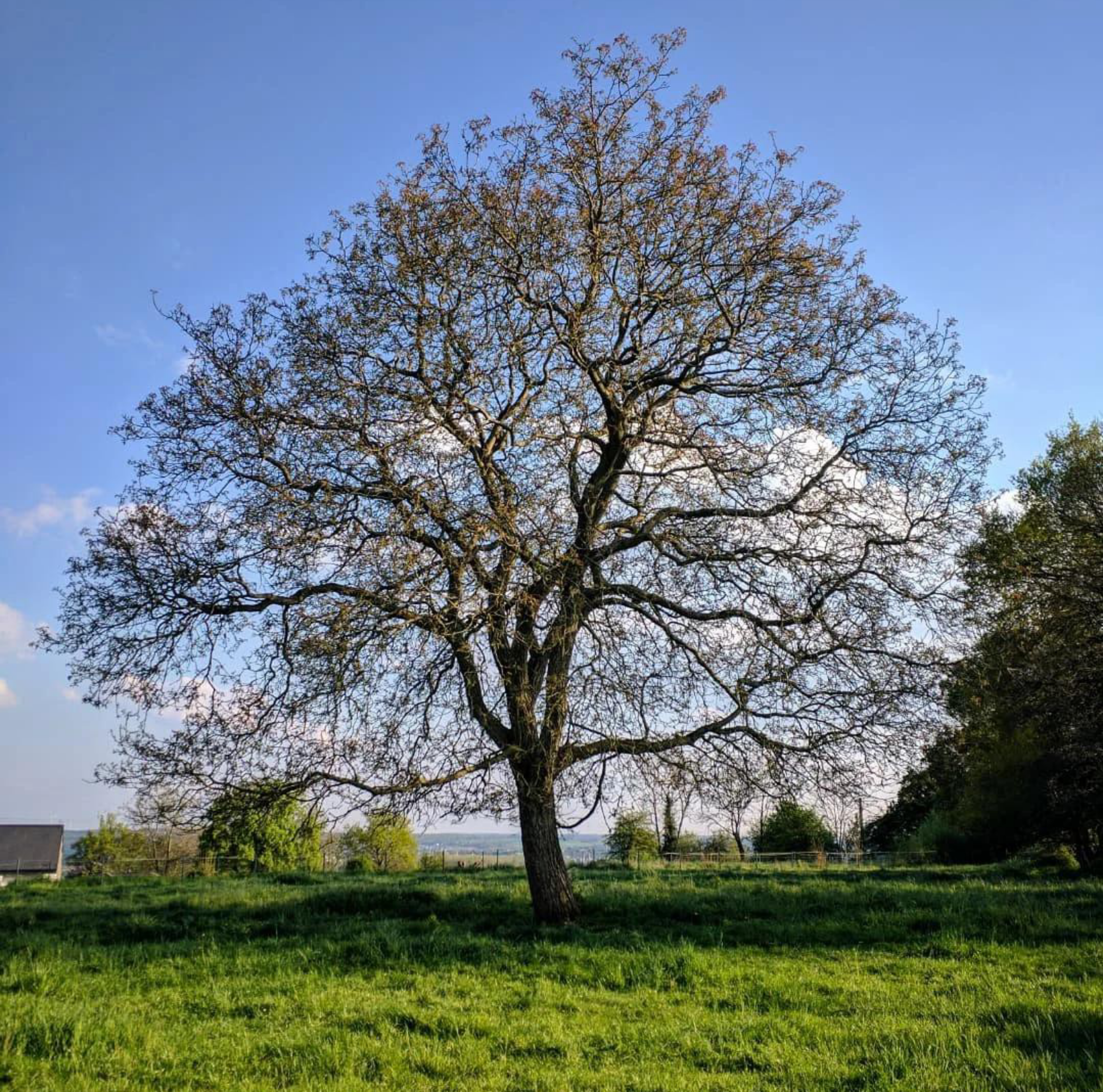 Solitary Tree in Lush Green Countryside Landscape · Free Stock Photo