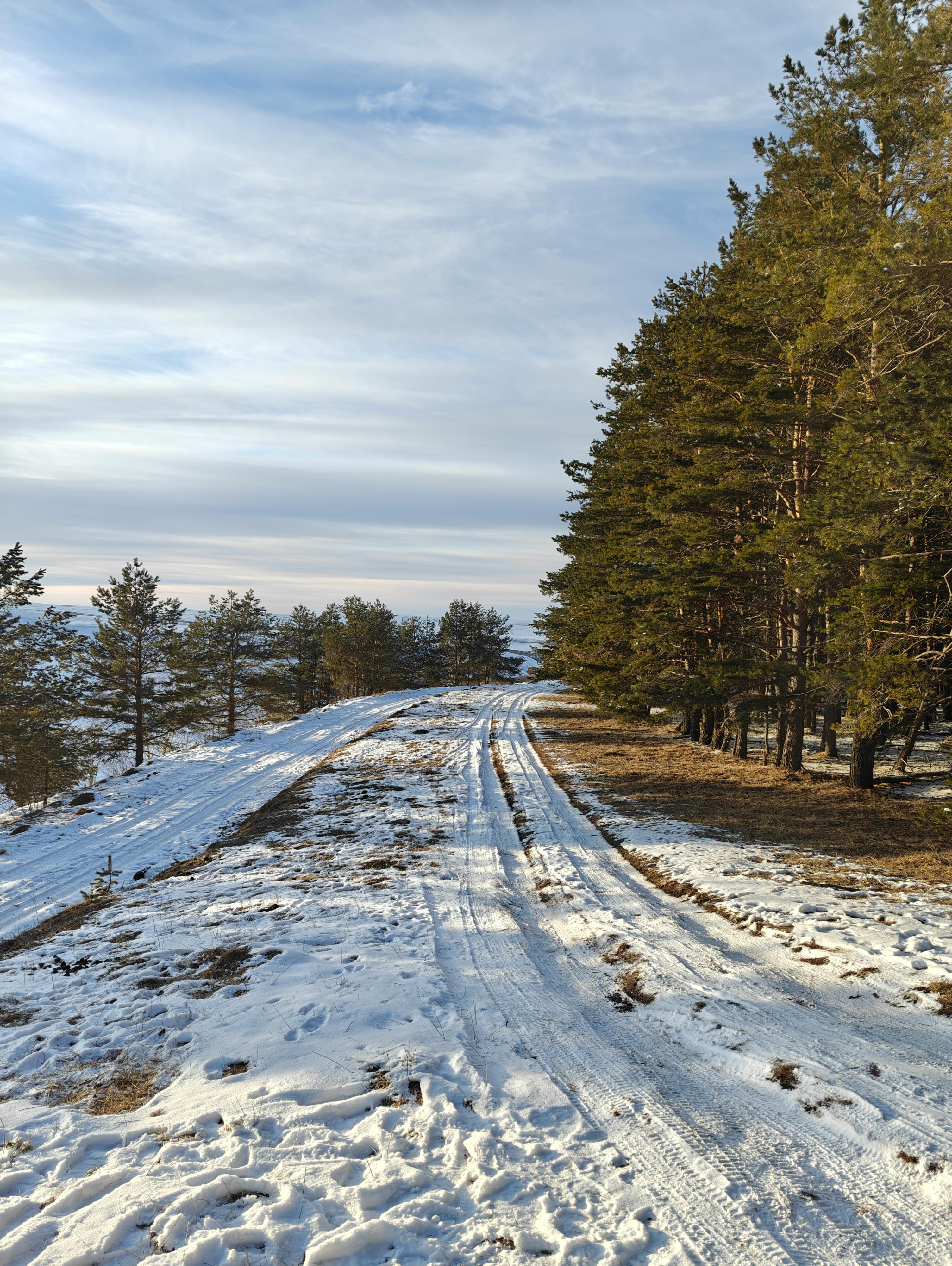 Snowy Forest Path in Late Winter Morning Sunlight · Free Stock Photo