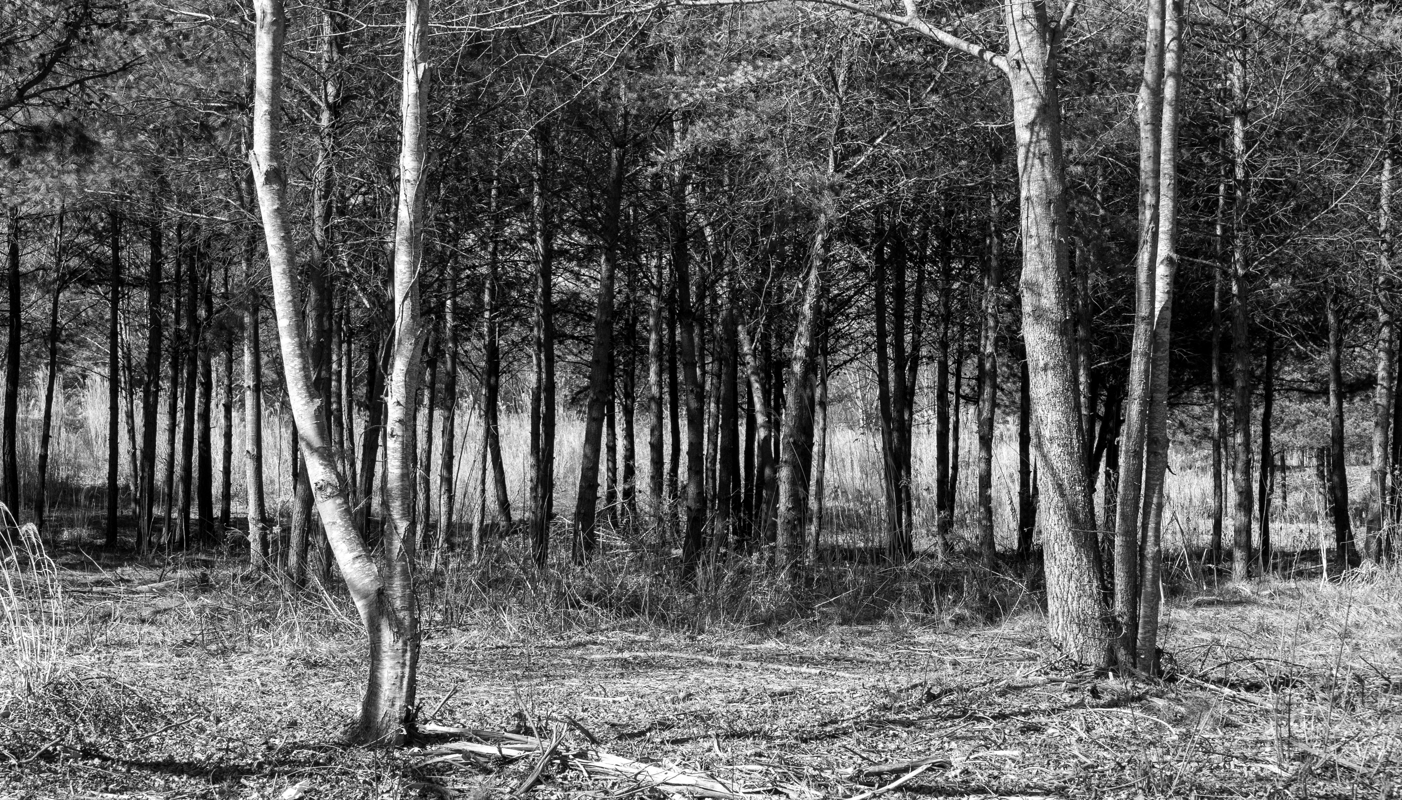 Tree Line Photos, Download The BEST Free Tree Line Stock Photos & HD Images