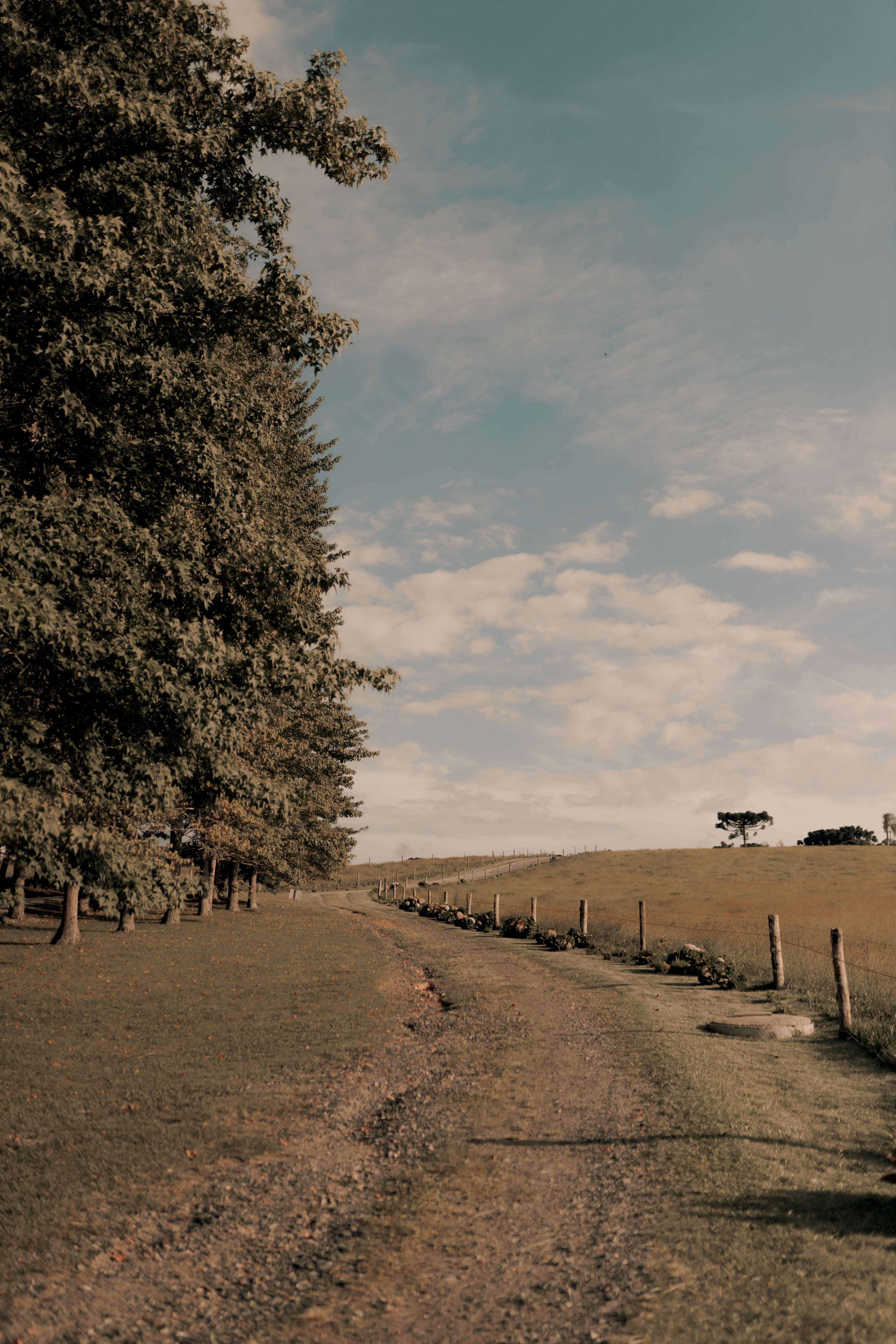 Scenic Country Path with Trees and Open Sky · Free Stock Photo