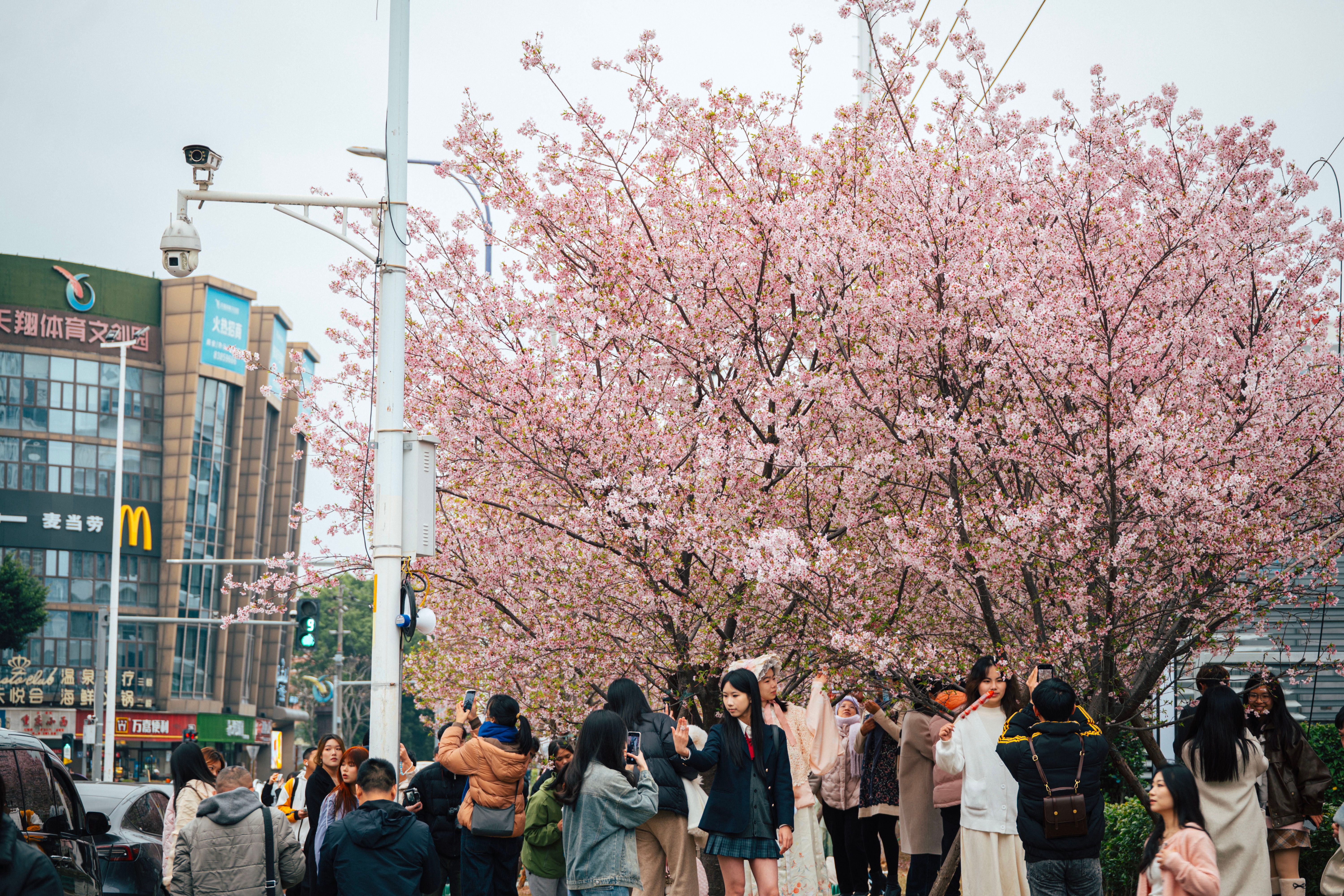 Urban Cherry Blossom Viewing in Springtime · Free Stock Photo
