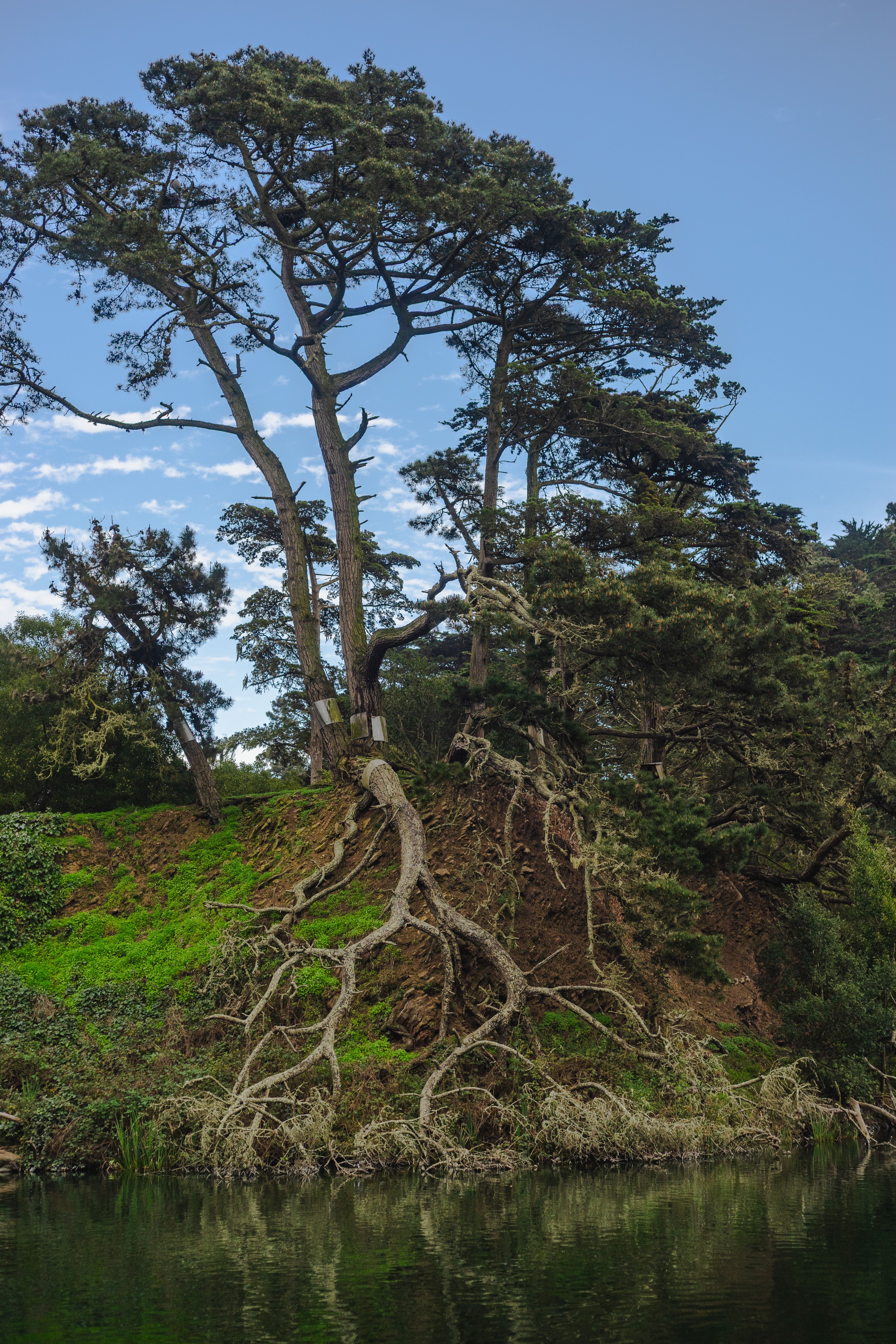 Scenic view of leaning tree by a calm riverbank · Free Stock Photo