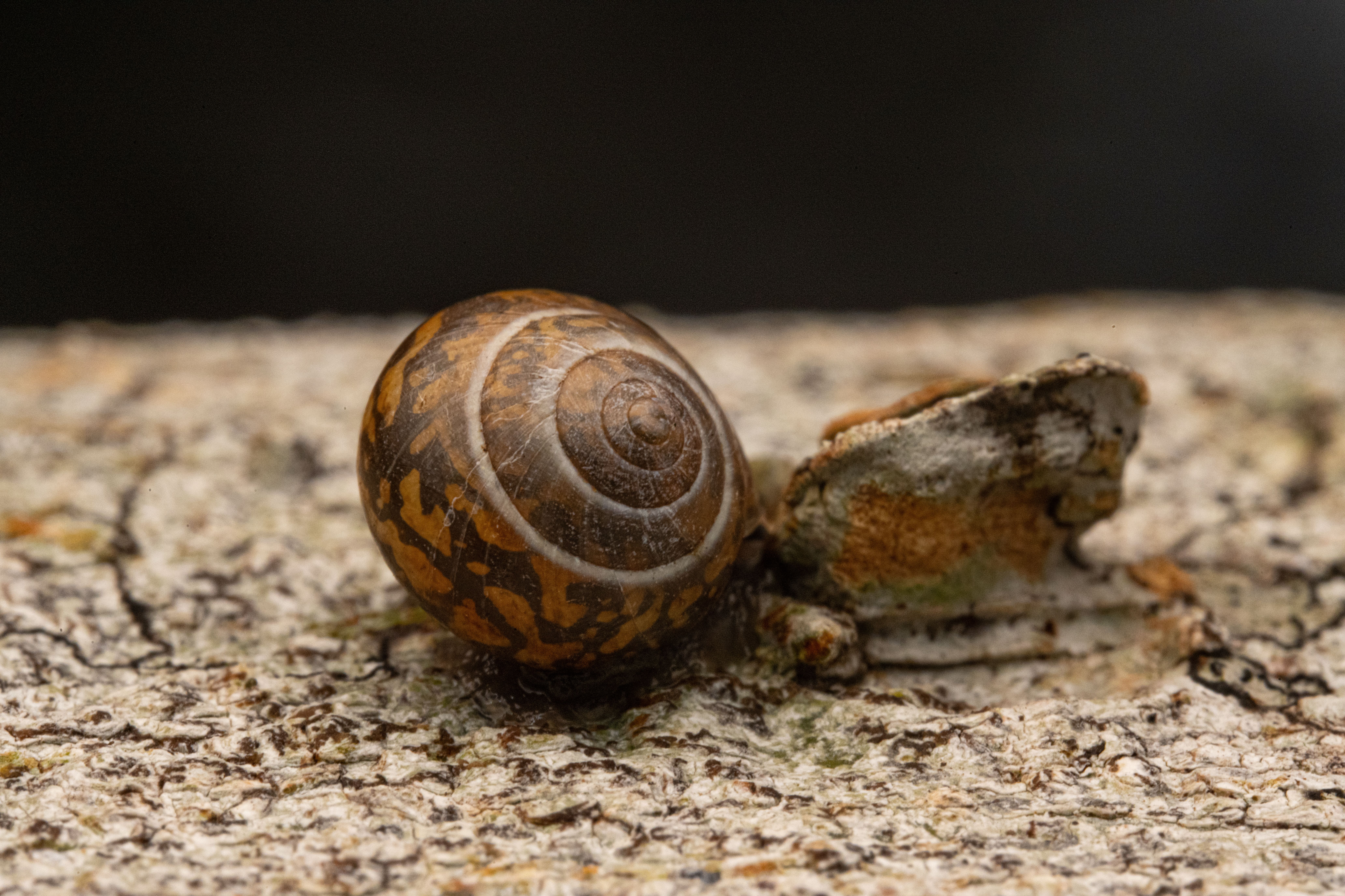Close Up De Um Caracol Na Superfície Da Casca Da árvore · Foto ...
