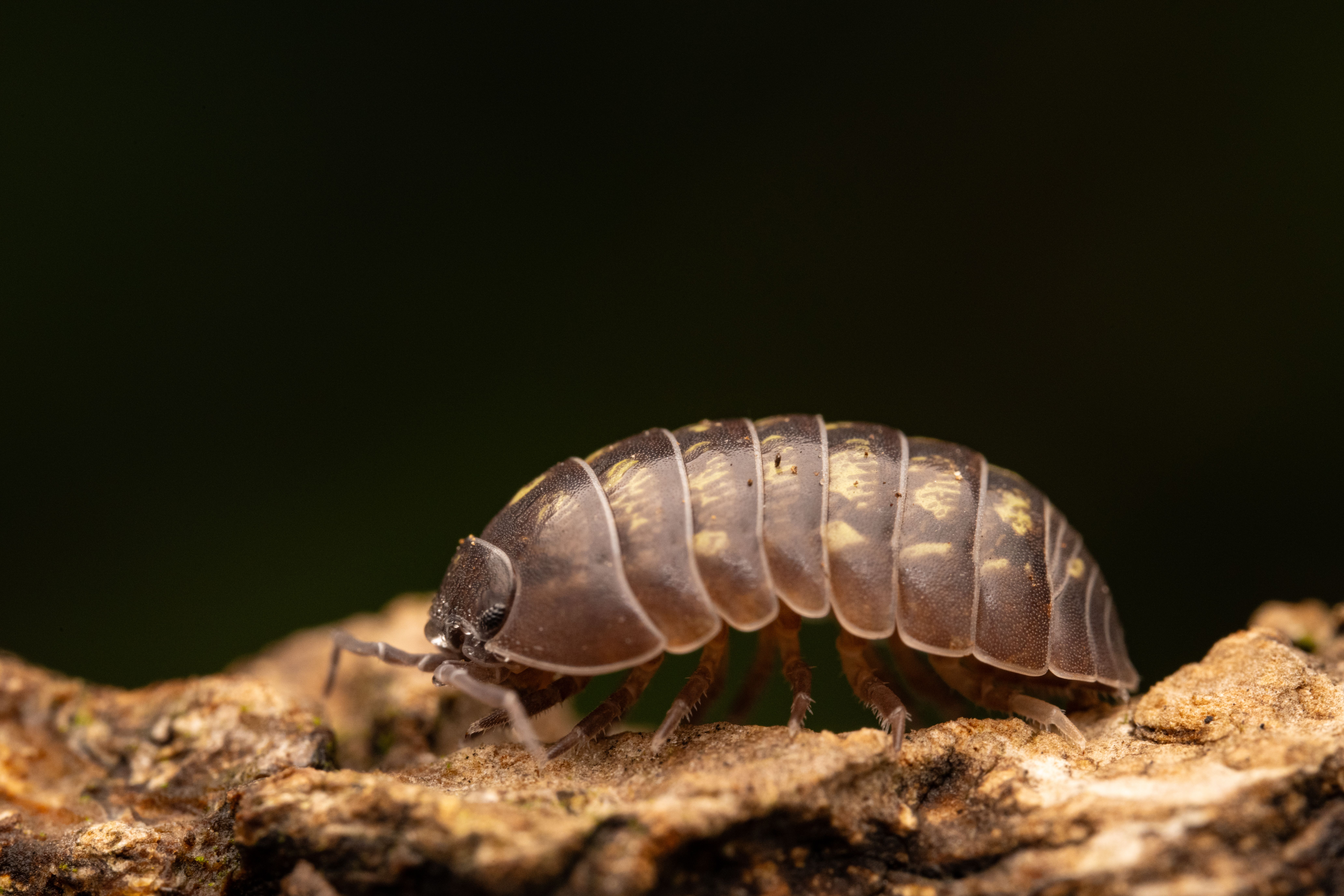 Macro Shot of a Common Pill Bug on Wood · Free Stock Photo