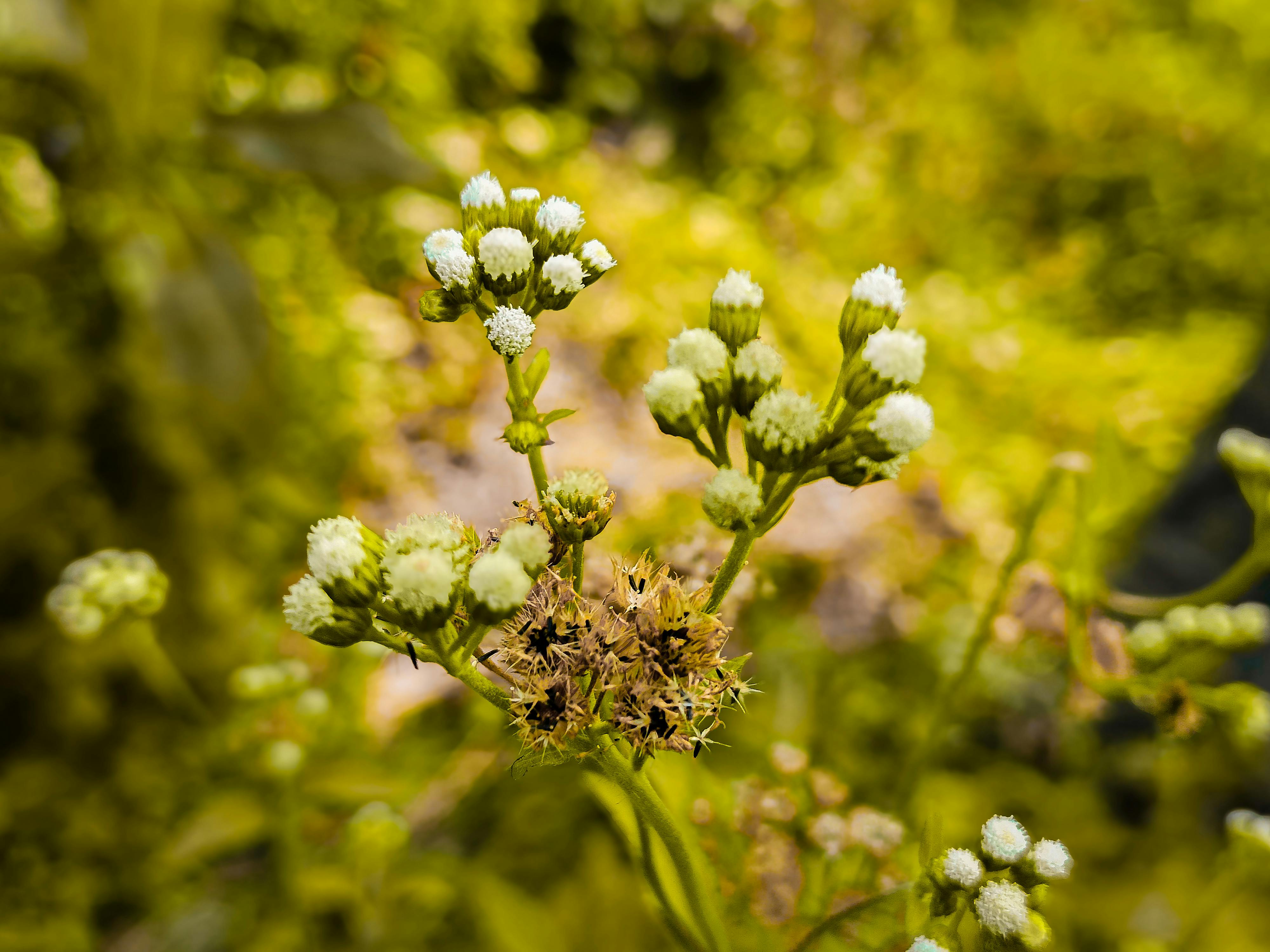 Close-up of White Budding Flowers in Bloom · Free Stock Photo