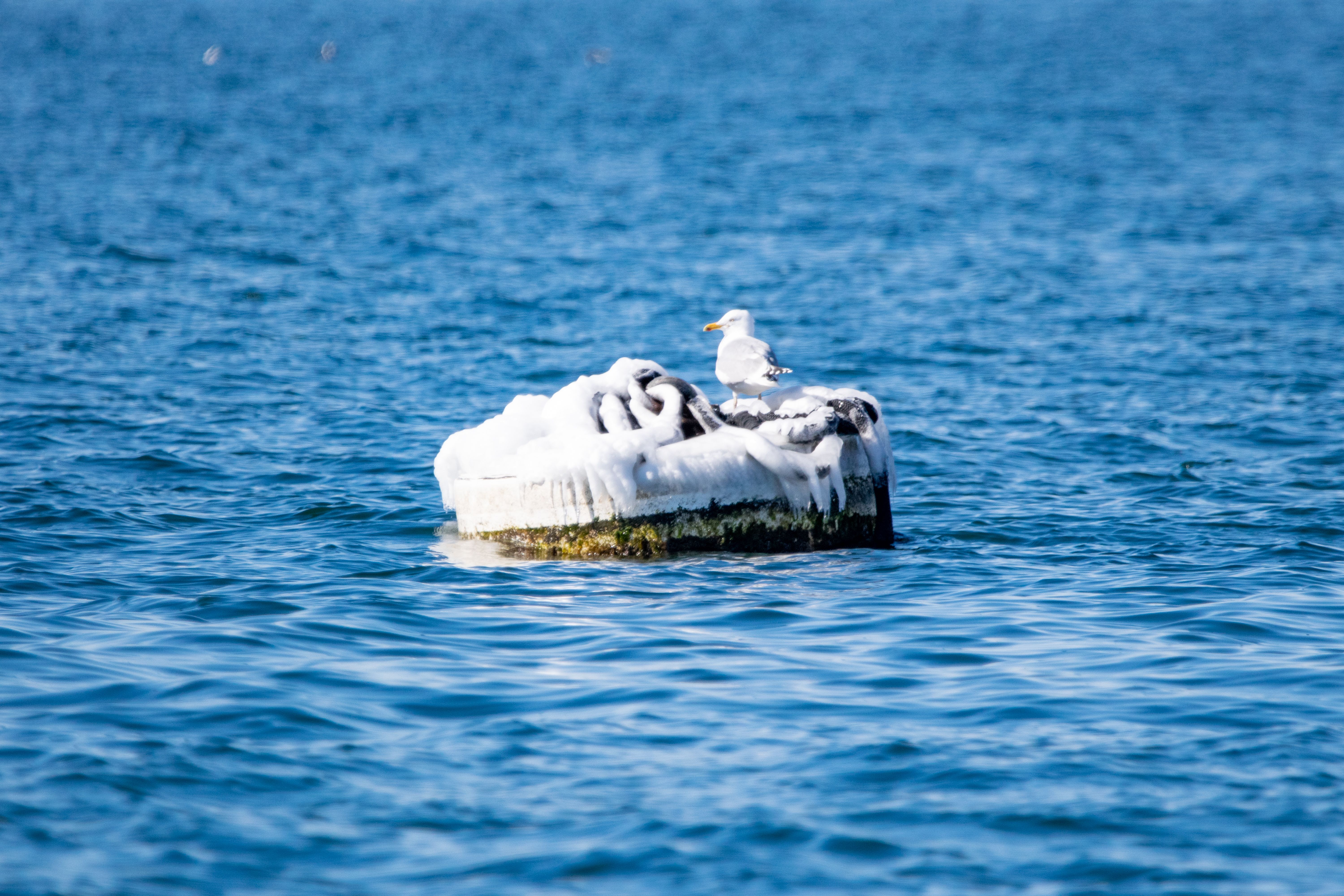Seagull on Icy Buoy in Newport Harbor · Free Stock Photo