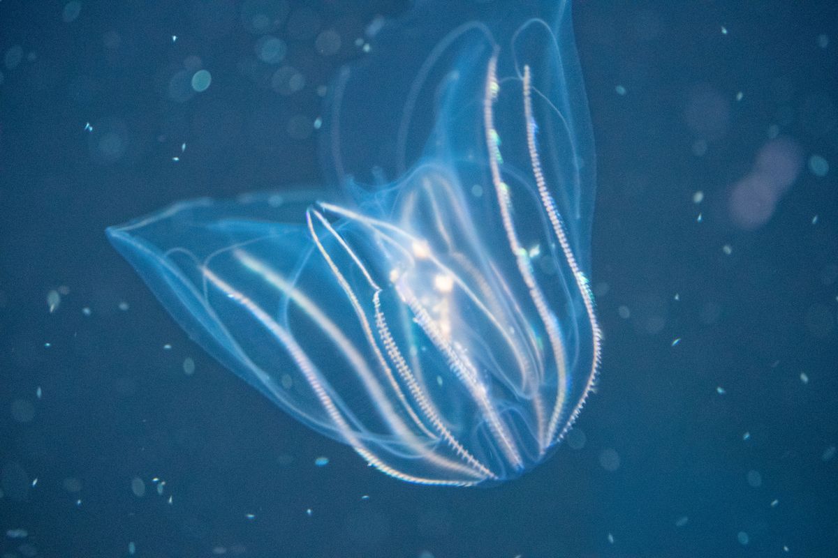 Comb Jellyfish Photos, Download The BEST Free Comb Jellyfish Stock ...