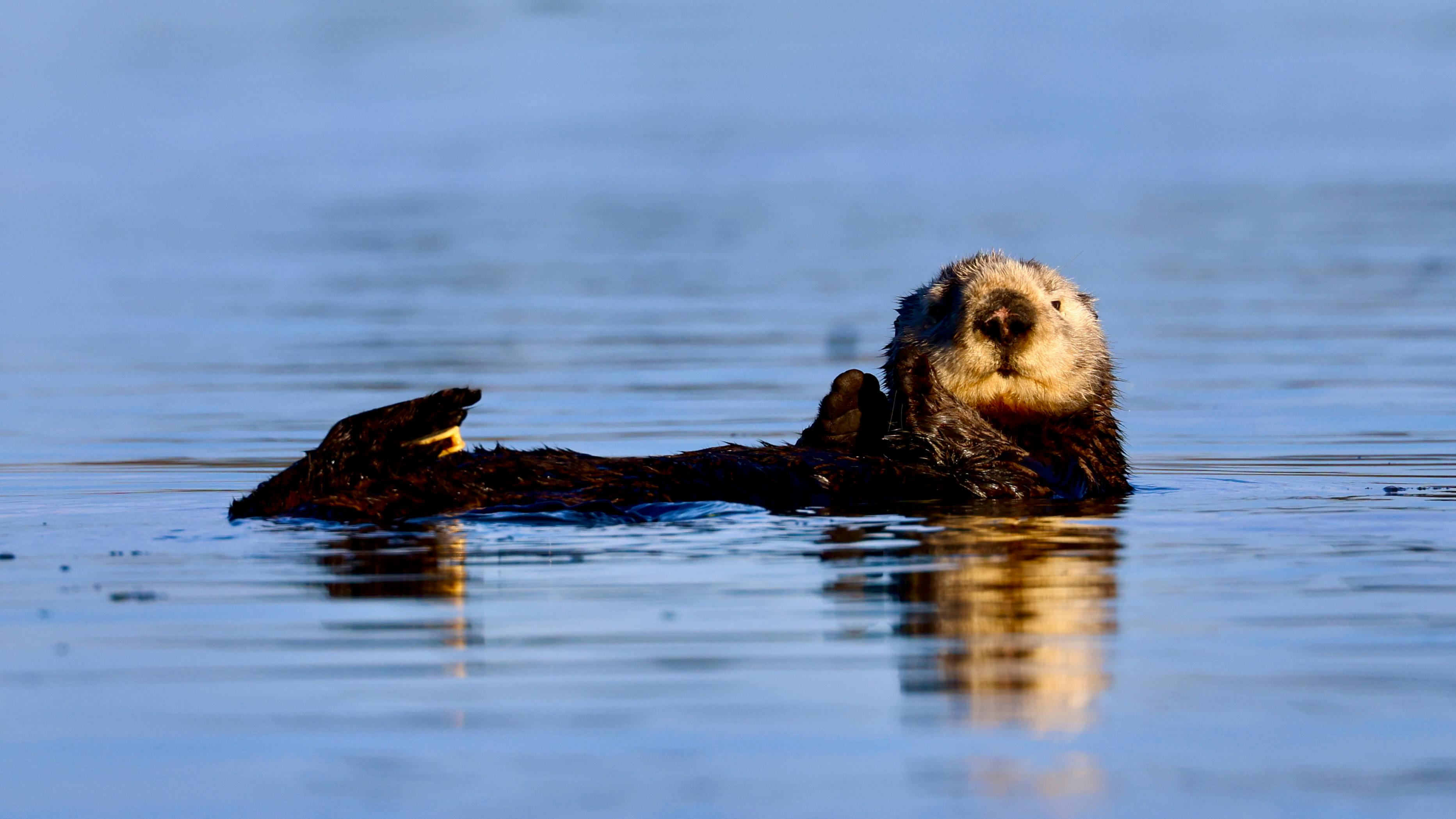 Relaxed Southern Sea Otter Floating in California Waters · Free Stock Photo