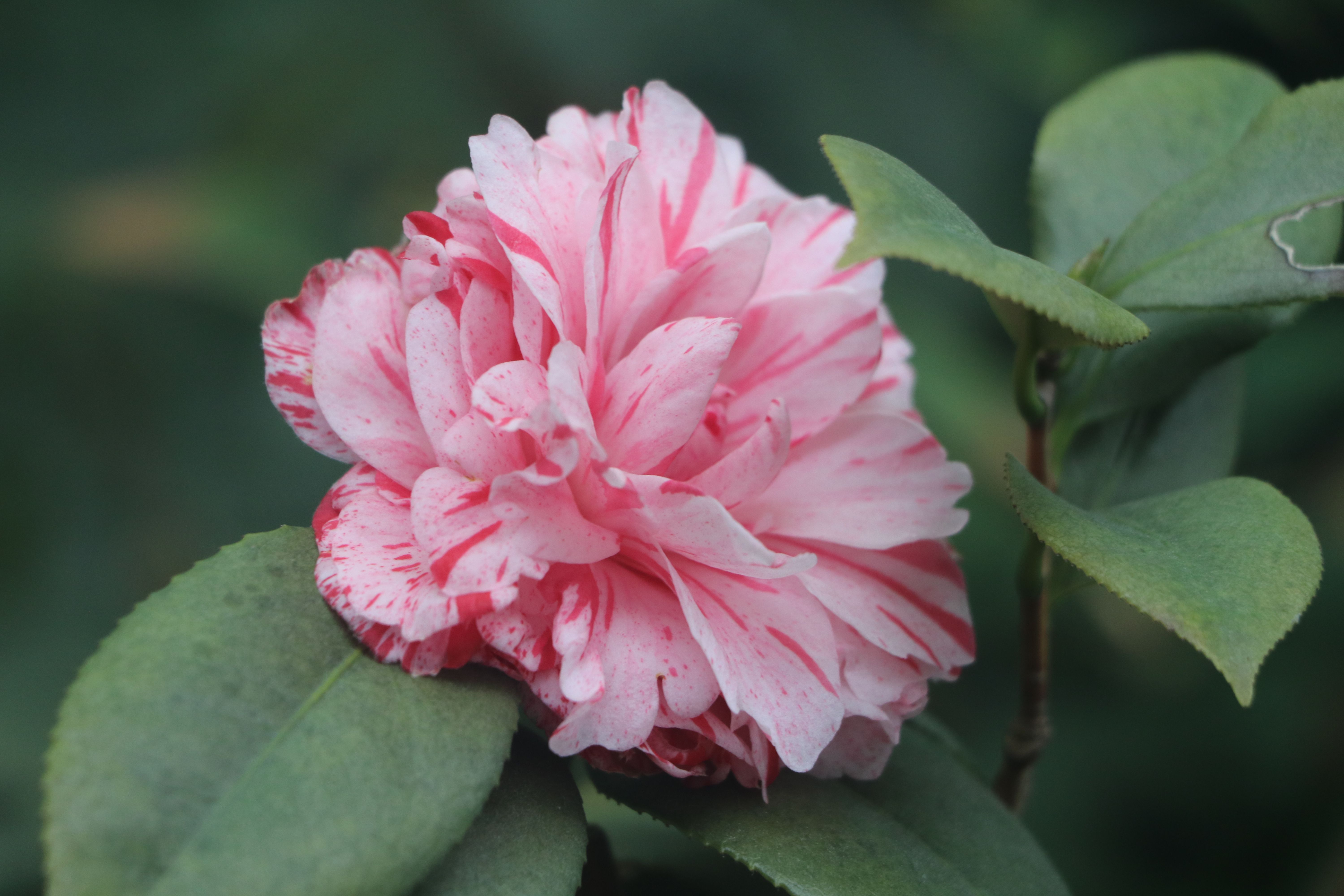 Close-up of Pink Camellia Flower in Bloom · Free Stock Photo