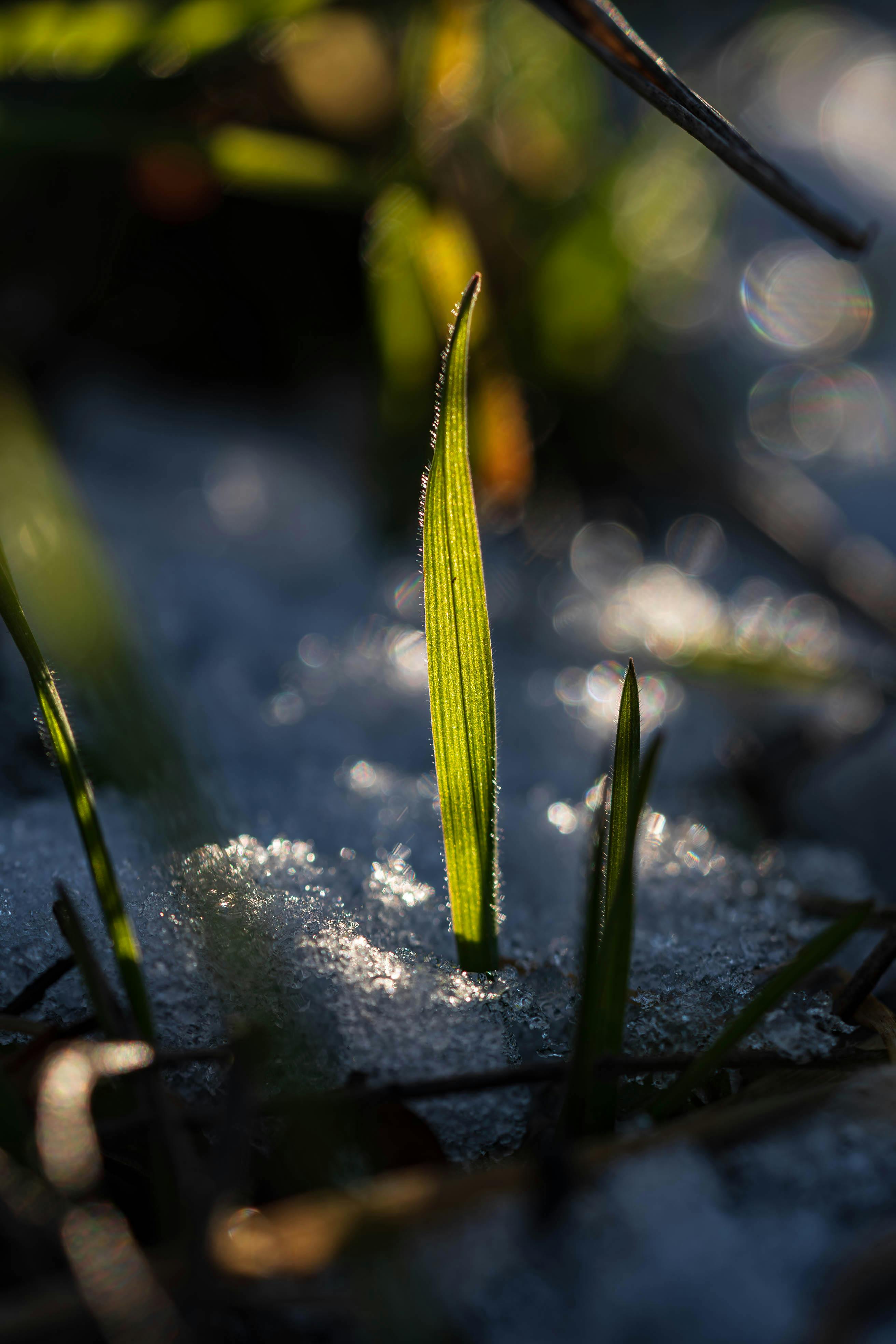 Young Grass Blade Emerging from Snow in Winter · Free Stock Photo