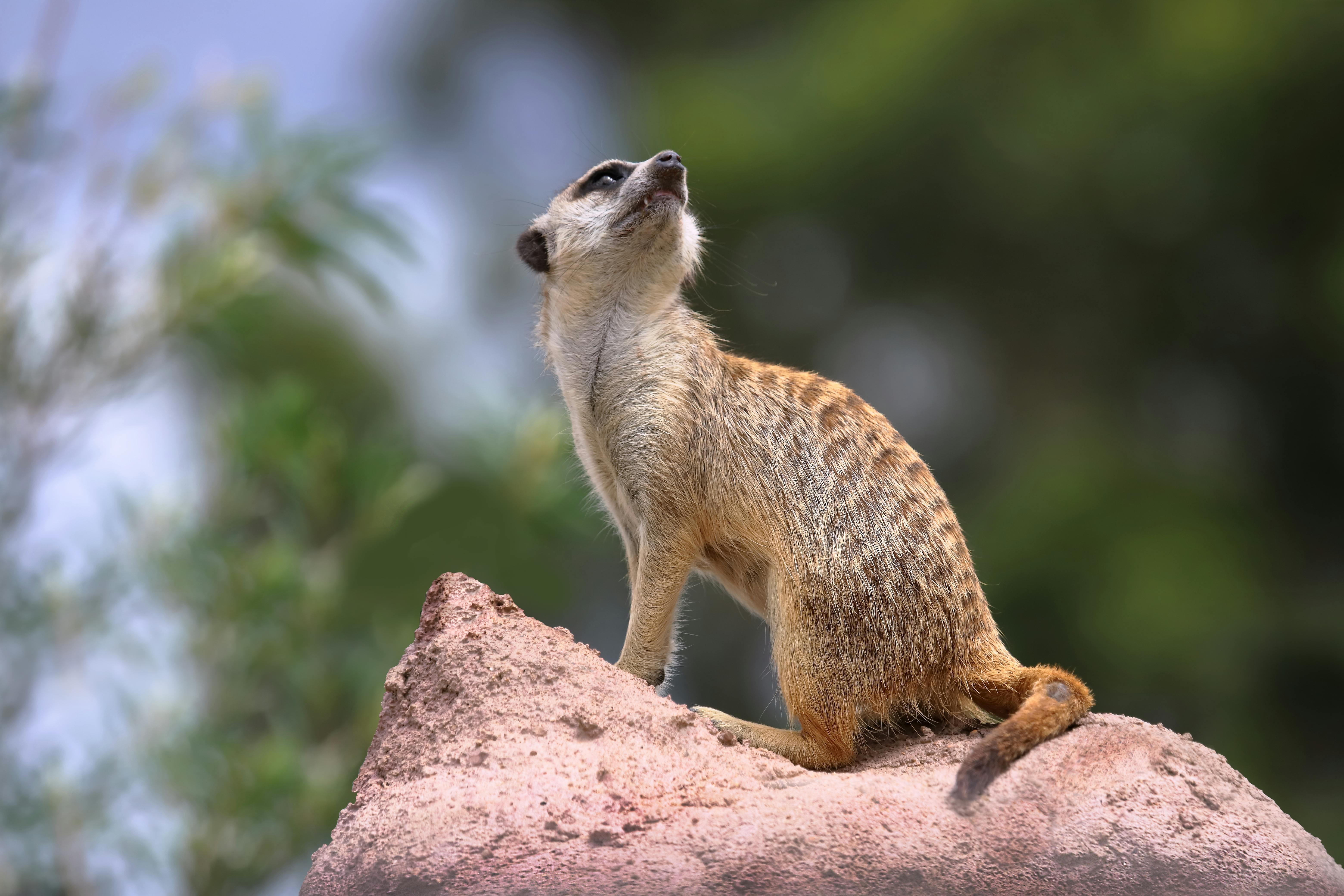 Meerkat on Rock Perch at Sydney Zoo · Free Stock Photo