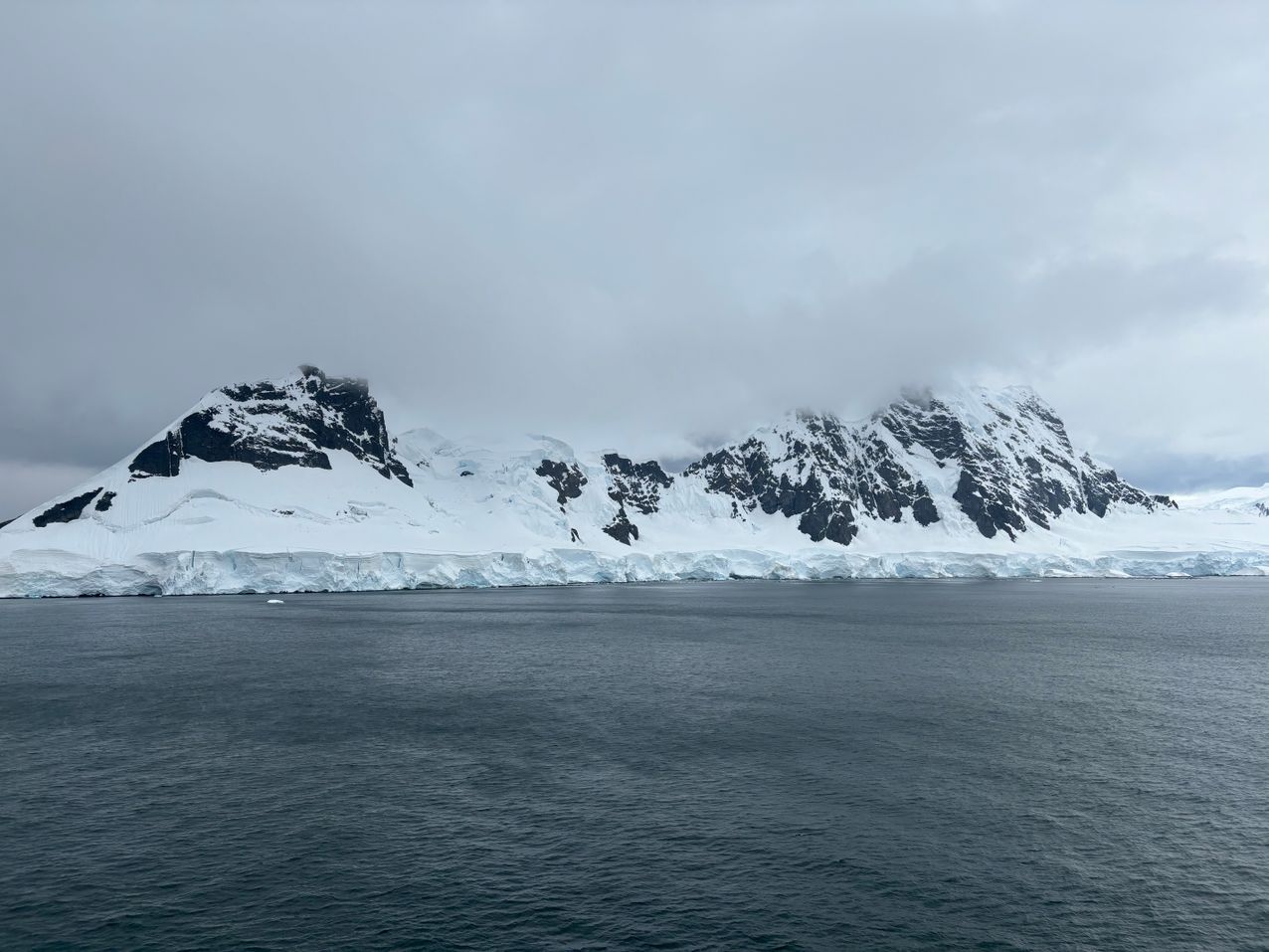 antarctica wildlife: marine life and animals guide