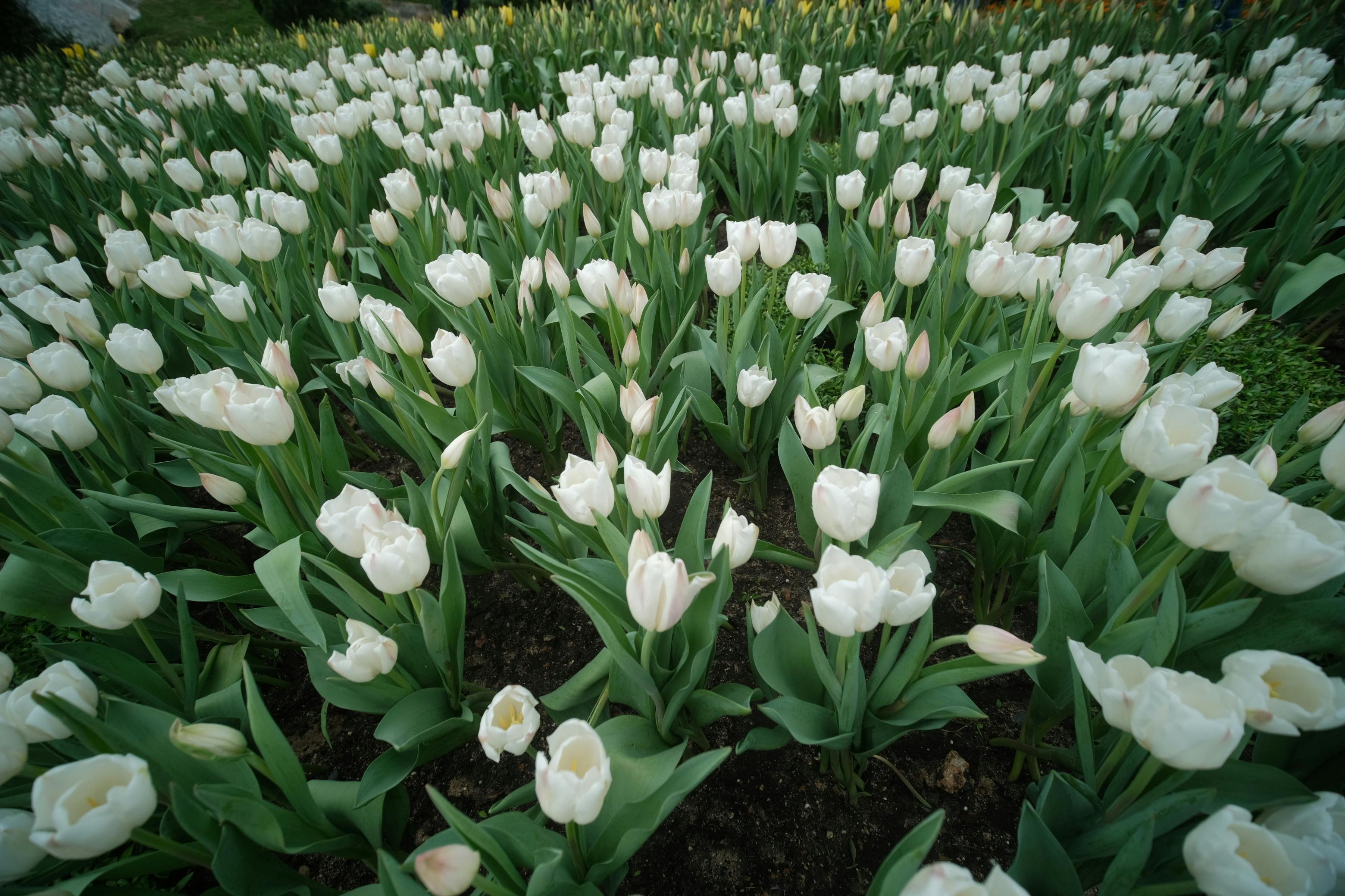 Vibrant White Tulip Field in Full Bloom Outdoors · Free Stock Photo