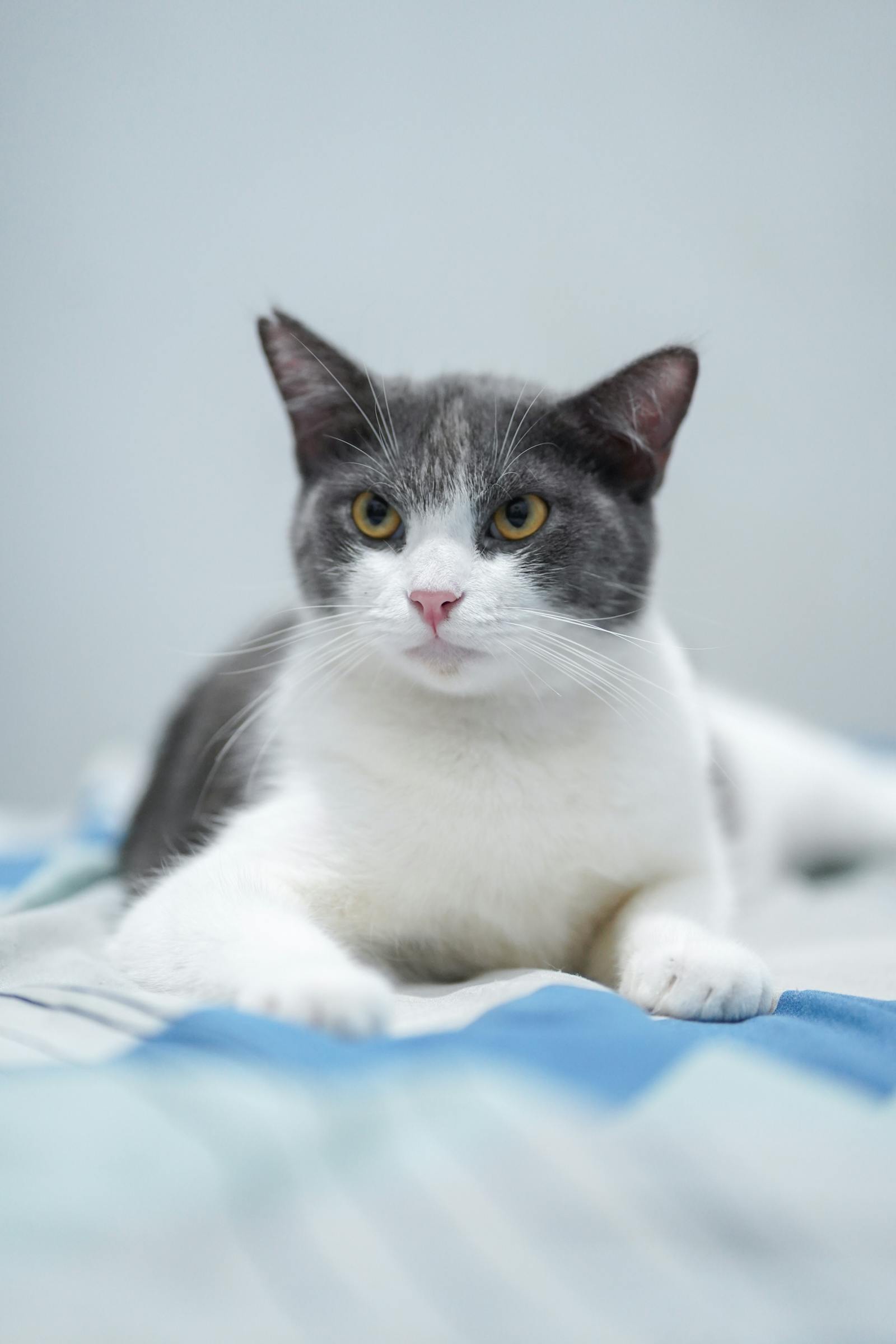 Cat Pfp Photos, Download The BEST Free Cat Pfp Stock Photos & HD Images