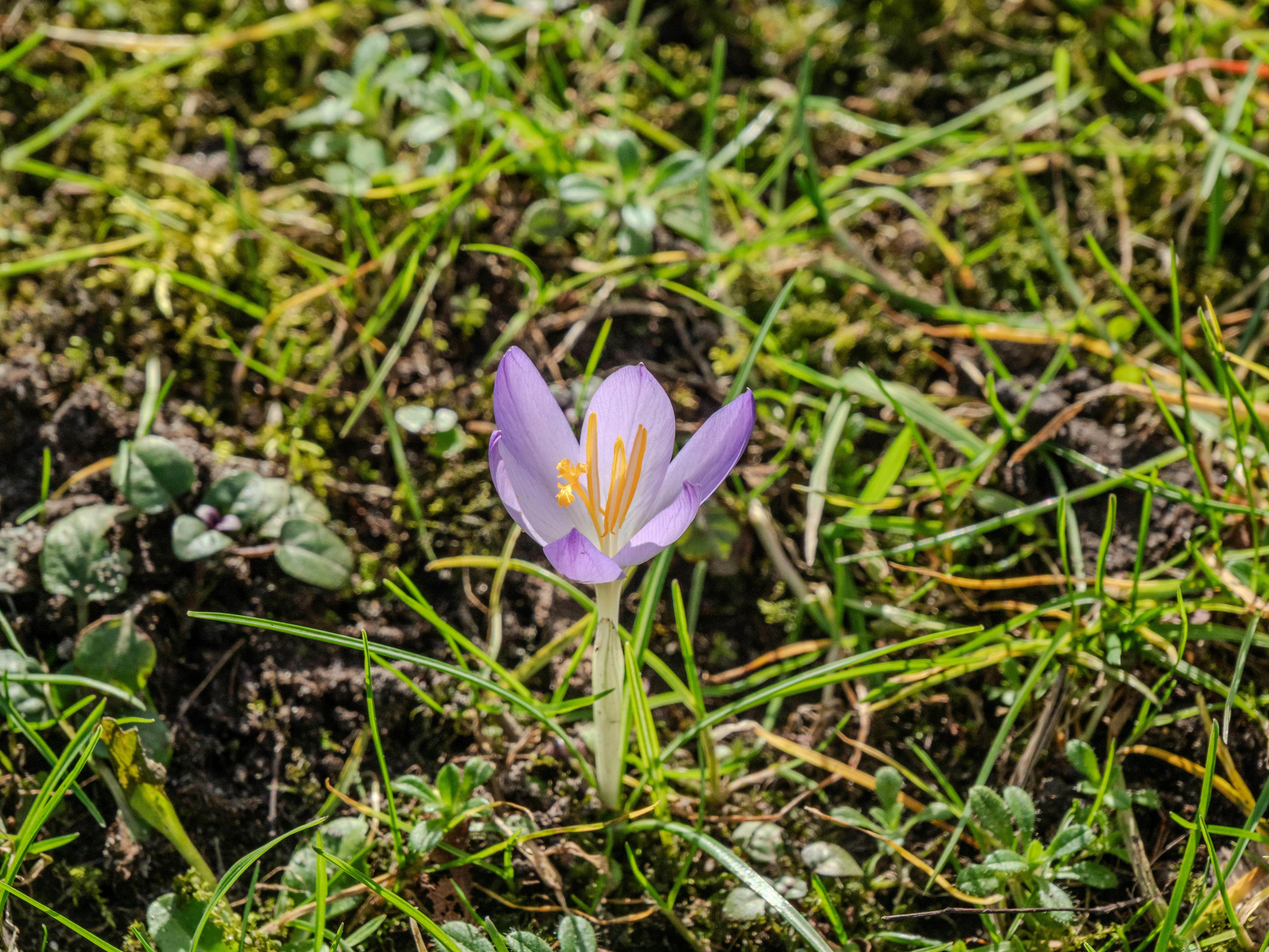 Stem Riskake Photos, Download The BEST Free Stem Riskake Stock Photos ...