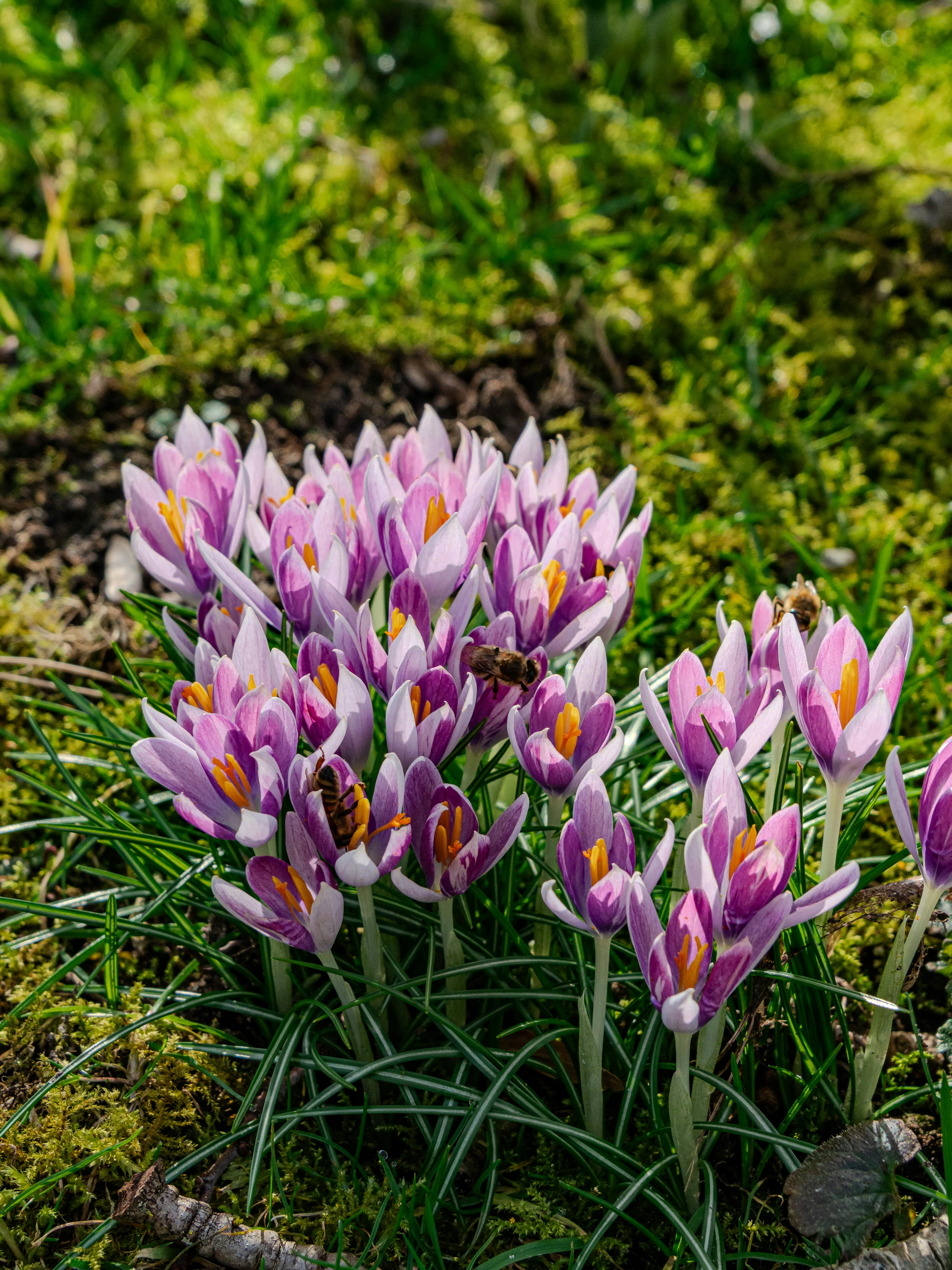 Saffron Garden Photos, Download The BEST Free Saffron Garden Stock ...