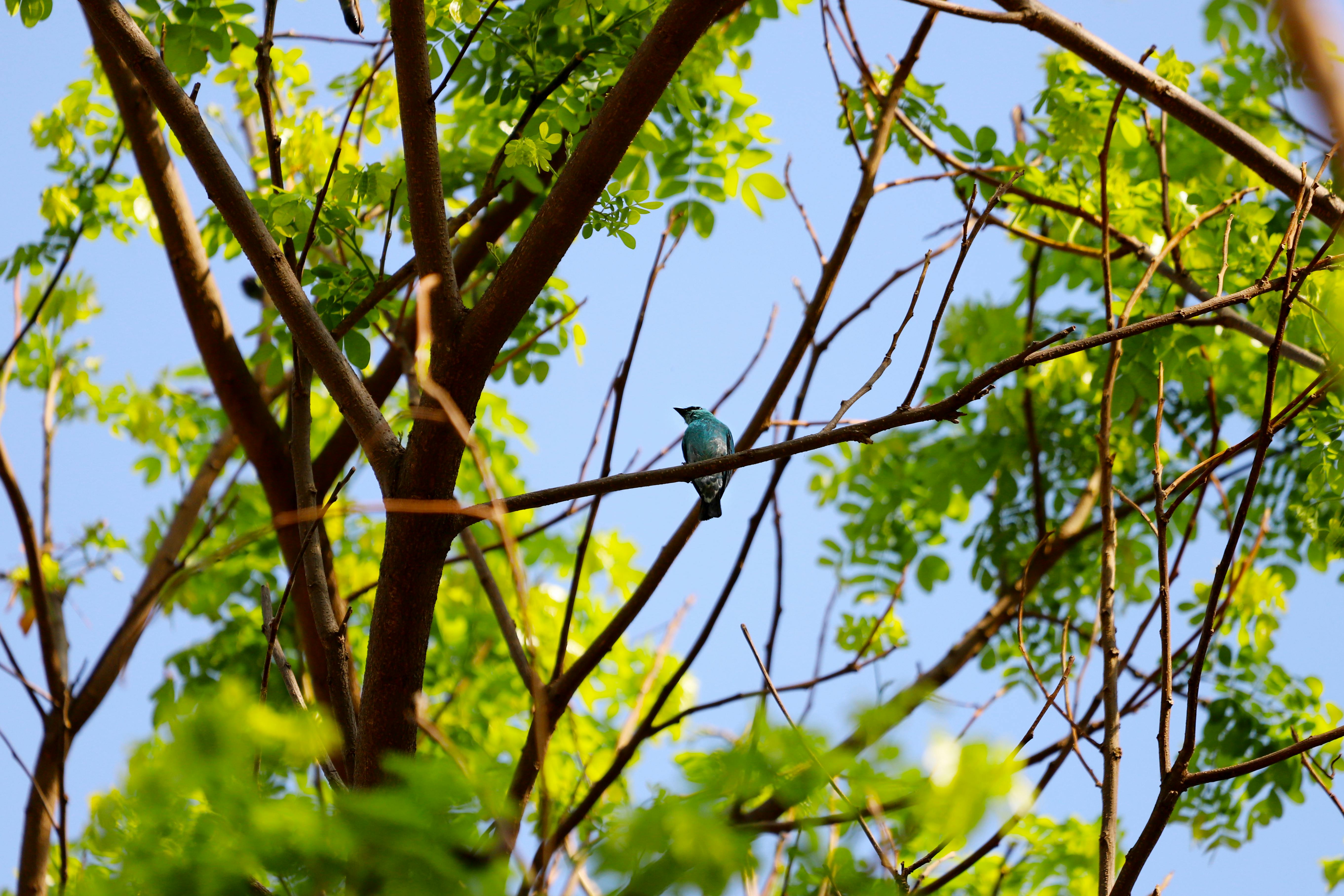 Aviary A Jato Photos, Download The BEST Free Aviary A Jato Stock Photos ...