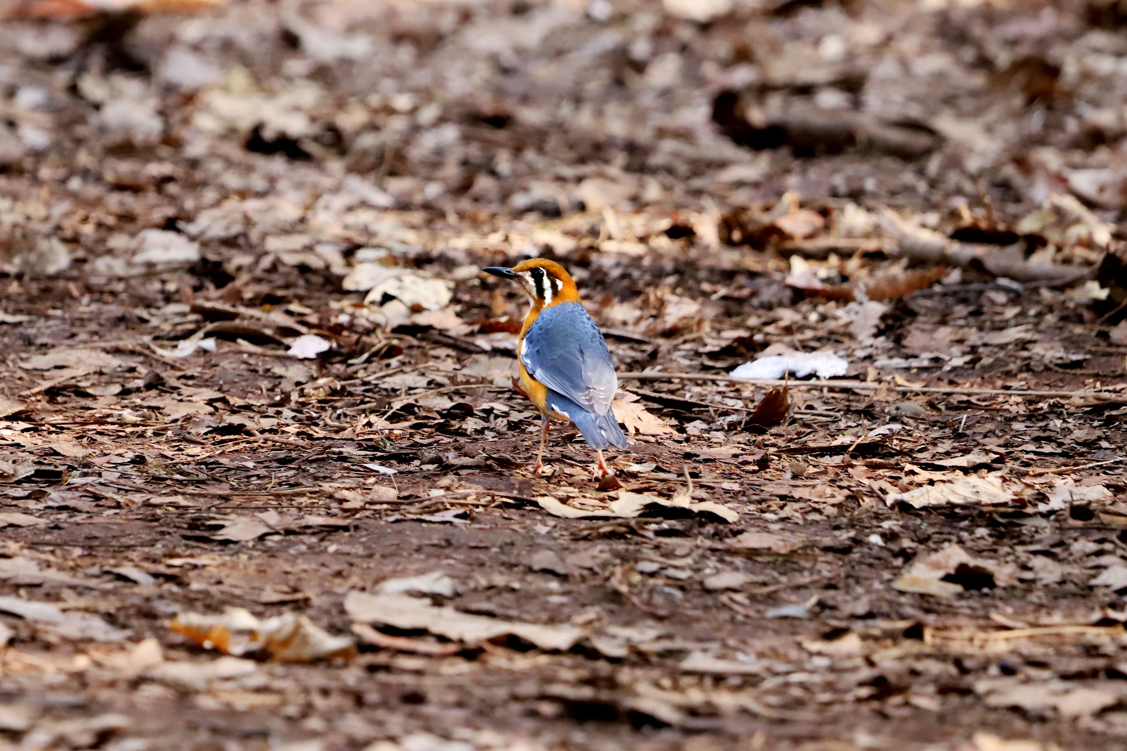 Colorful Bird Amongst Fallen Leaves in Autumn · Free Stock Photo