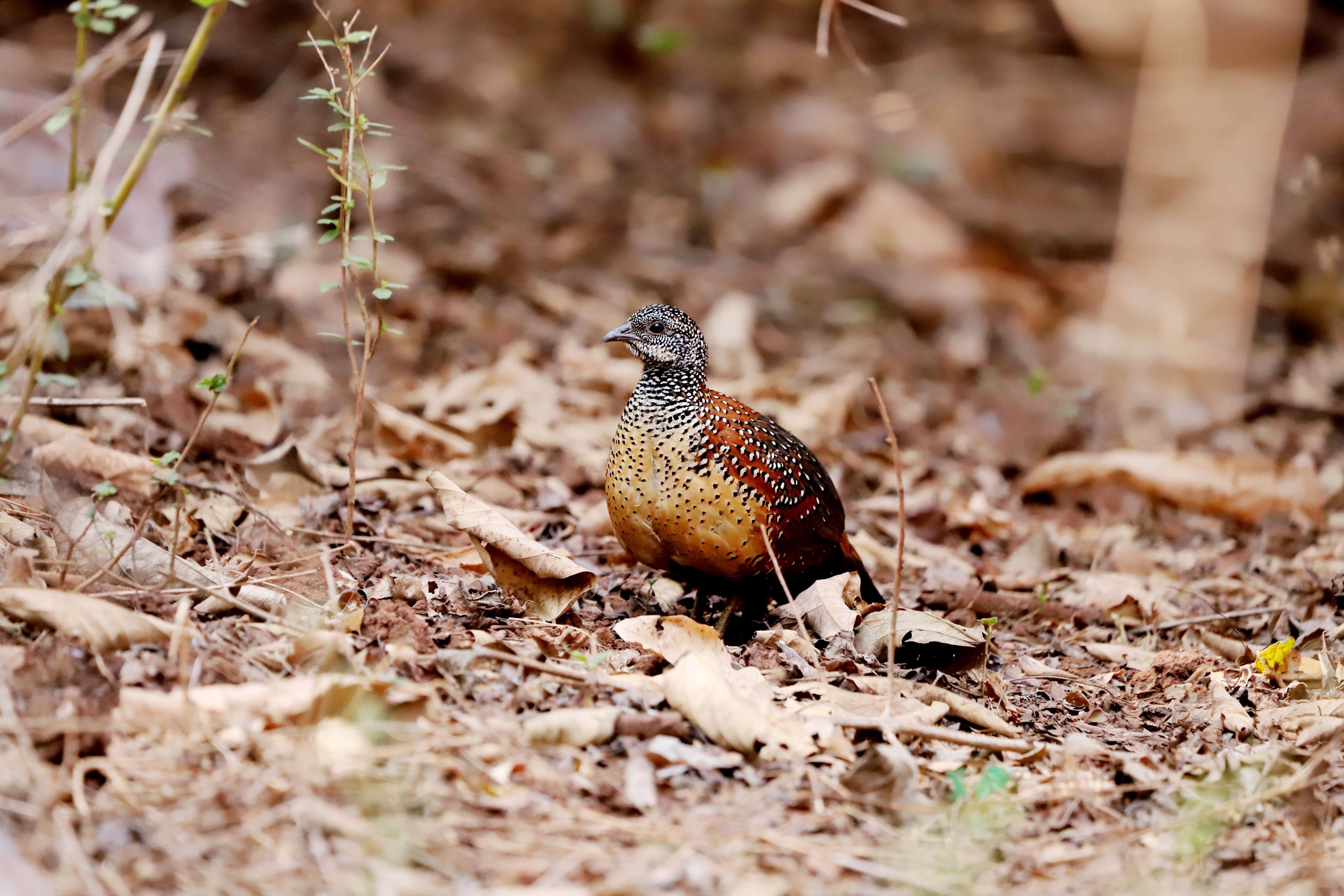 Spotted Forest Bird in Autumn Leaves · Free Stock Photo