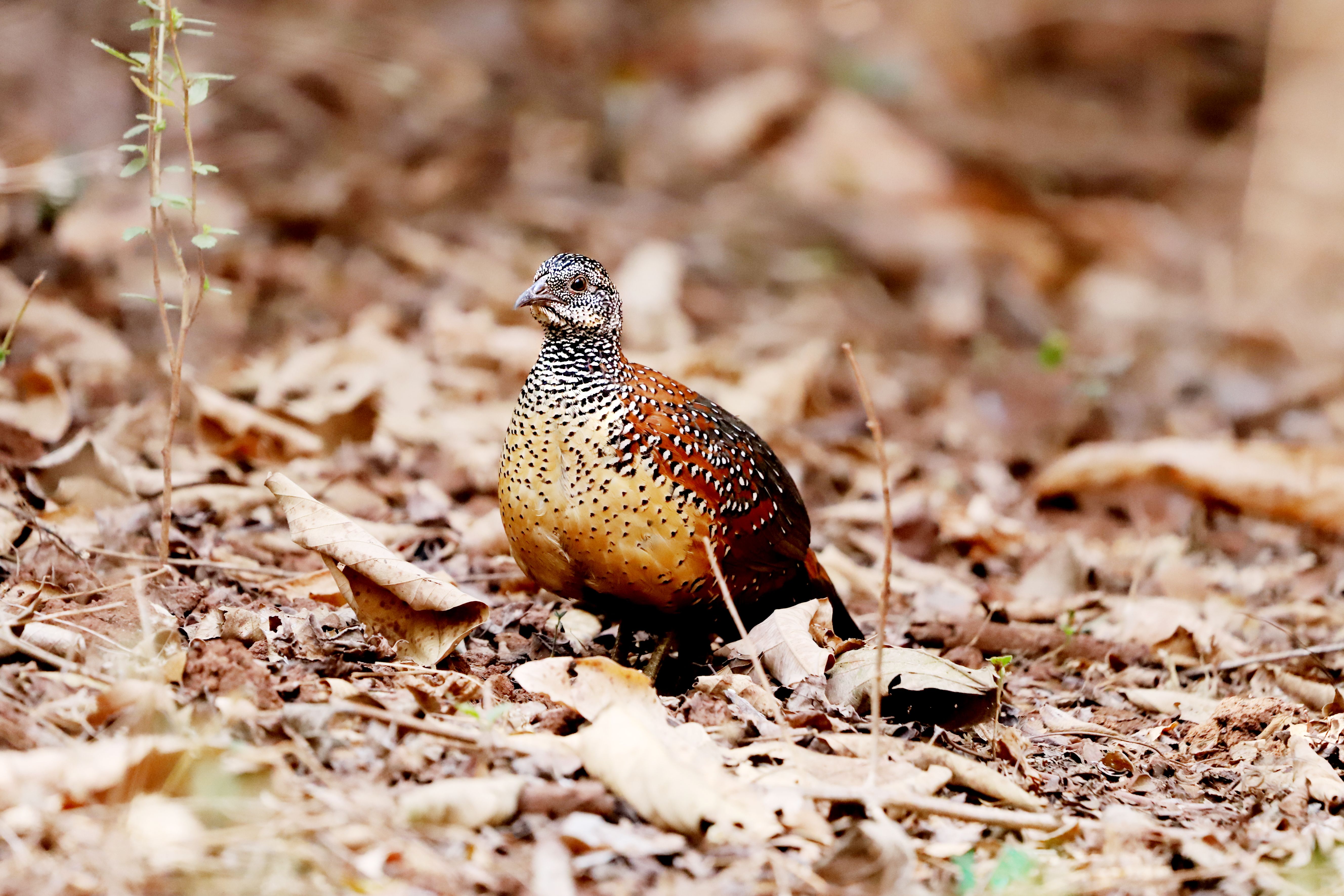 Rusty-crowned quail in dry forest habitat · Free Stock Photo