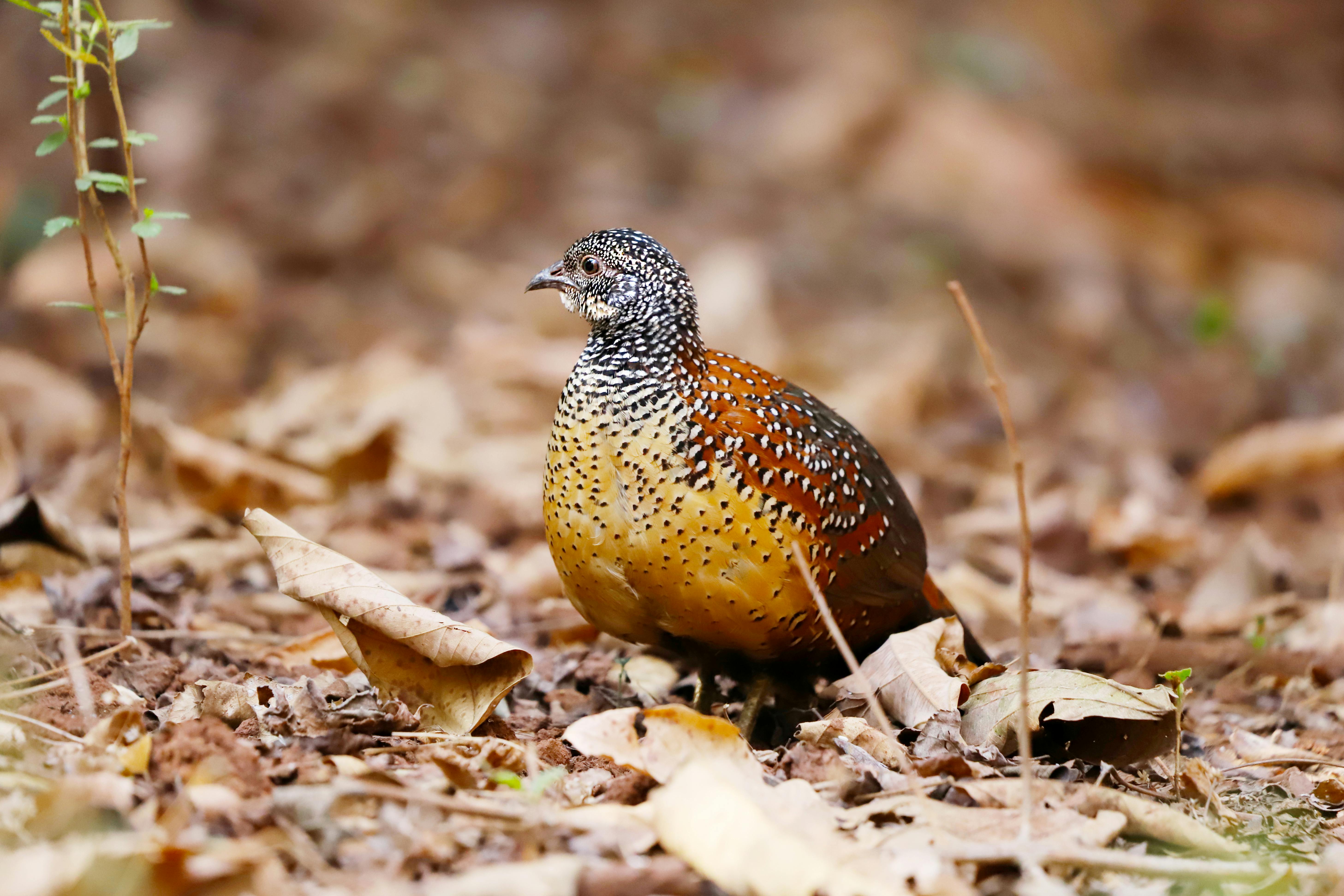 Colorful Spotted Bird Amidst Autumn Leaves · Free Stock Photo