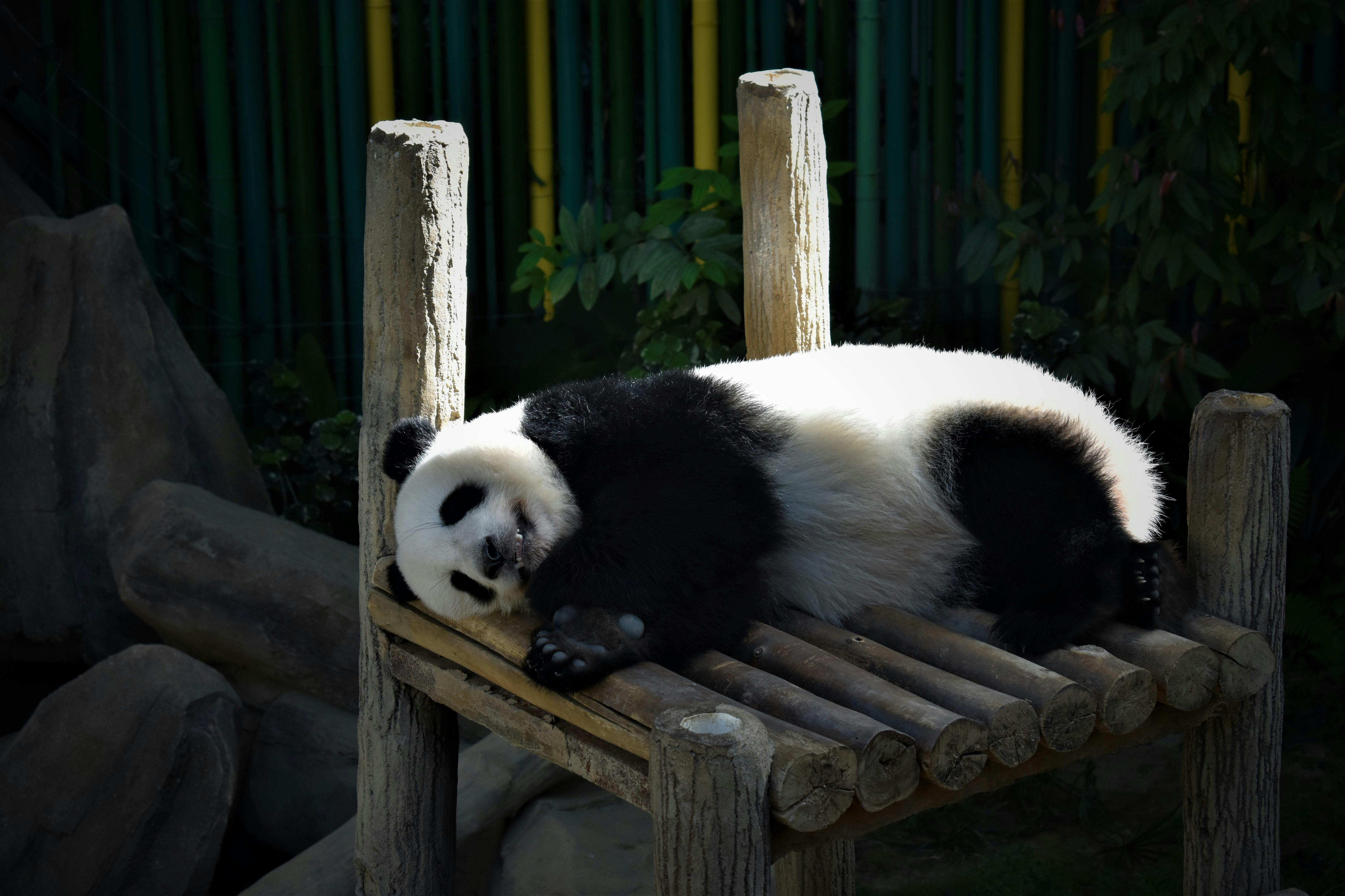 Cute Giant Panda Relaxing on Wooden Platform · Free Stock Photo