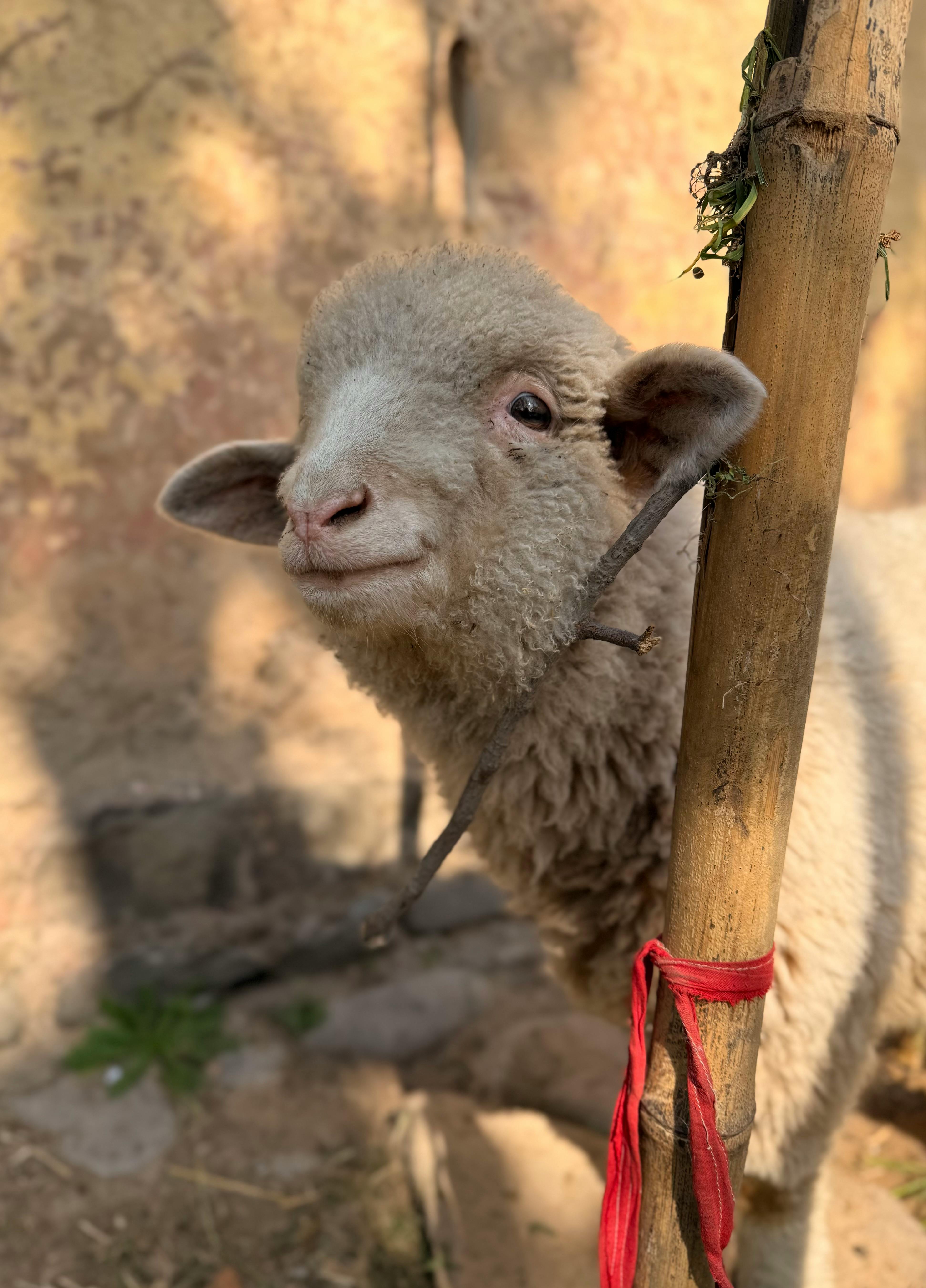 Adorable Lamb with Warm Lighting in Indian Farm · Free Stock Photo