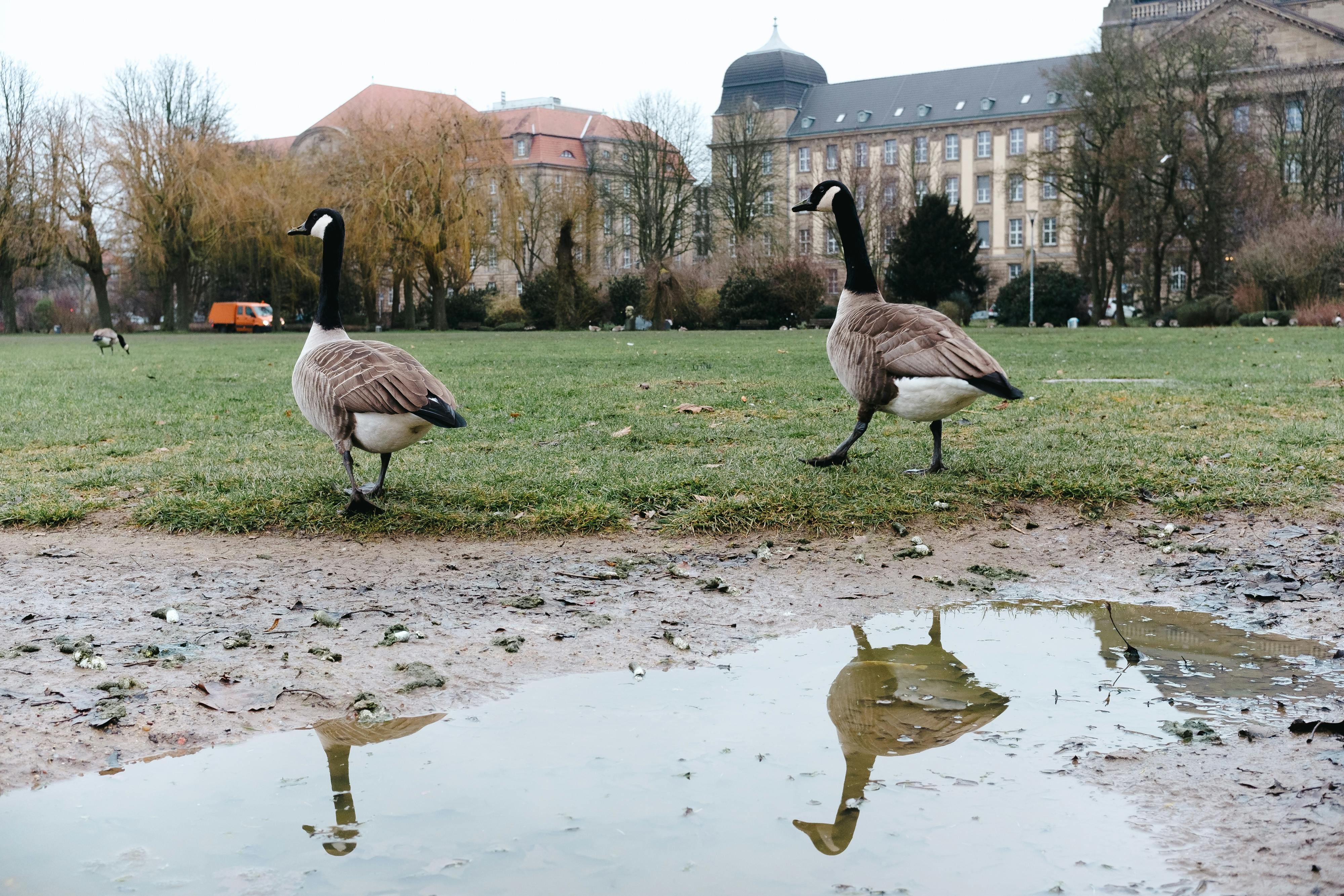 Geese Walking in Park Reflecting in Puddle · Free Stock Photo