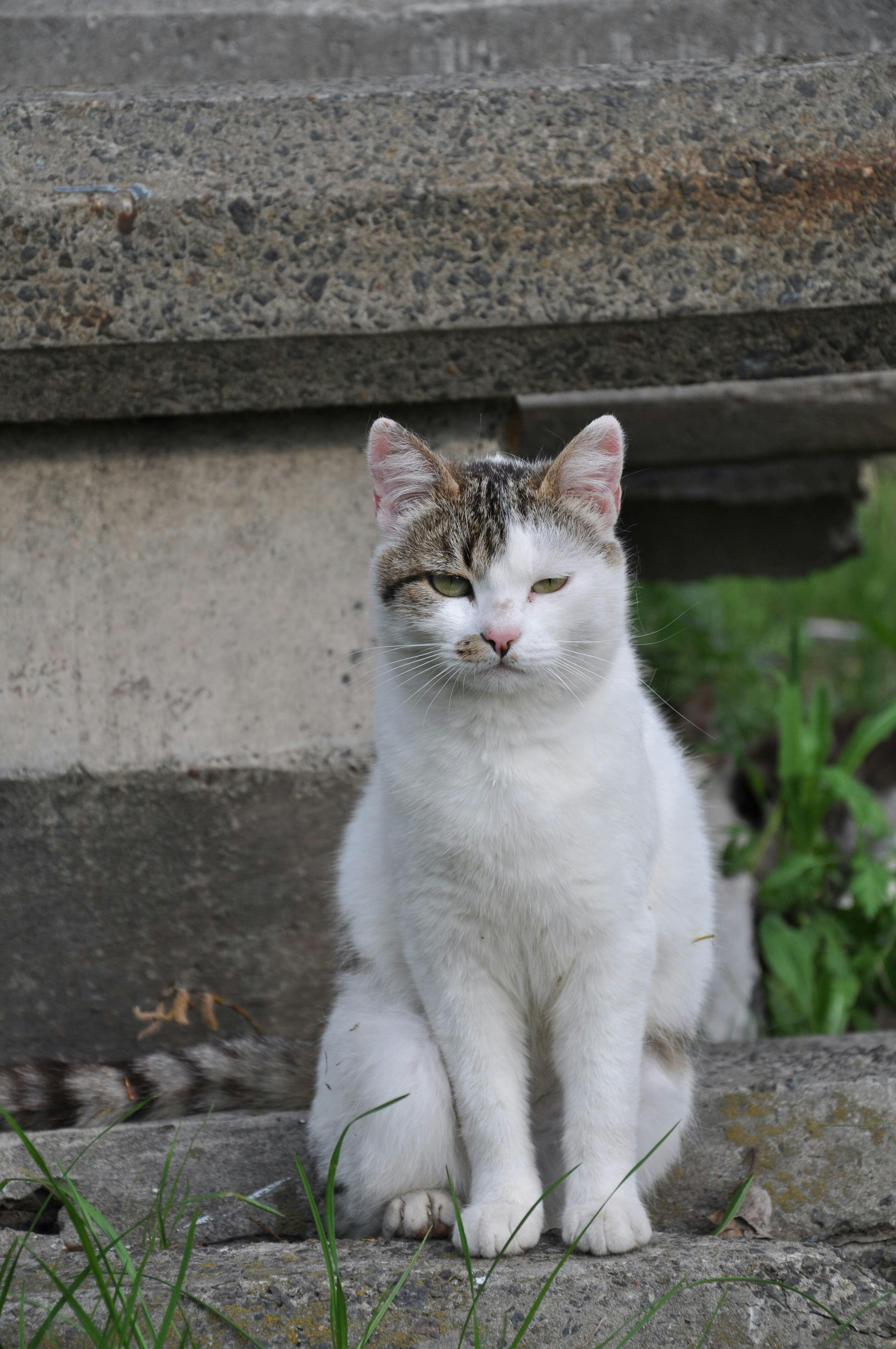 Potret Kucing Domestik Di Tangga Batu · Foto Stok Gratis
