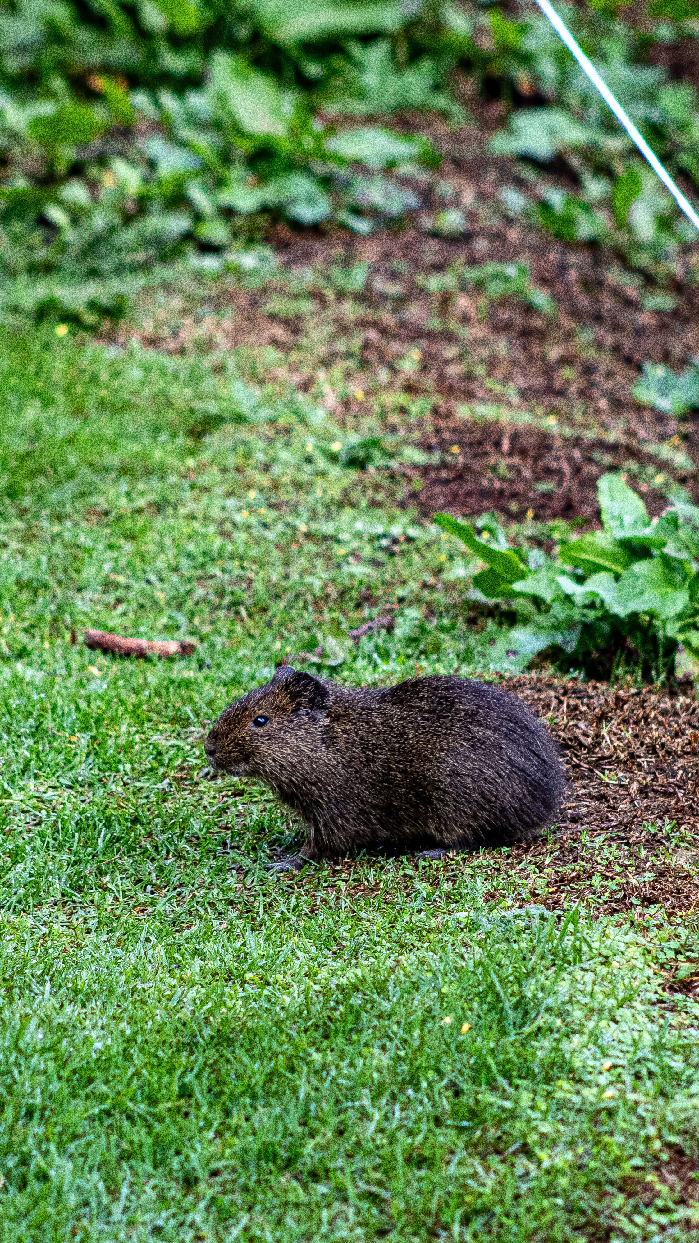 Capivara Selvagem Em Habitat Natural De Pantanal · Foto profissional ...