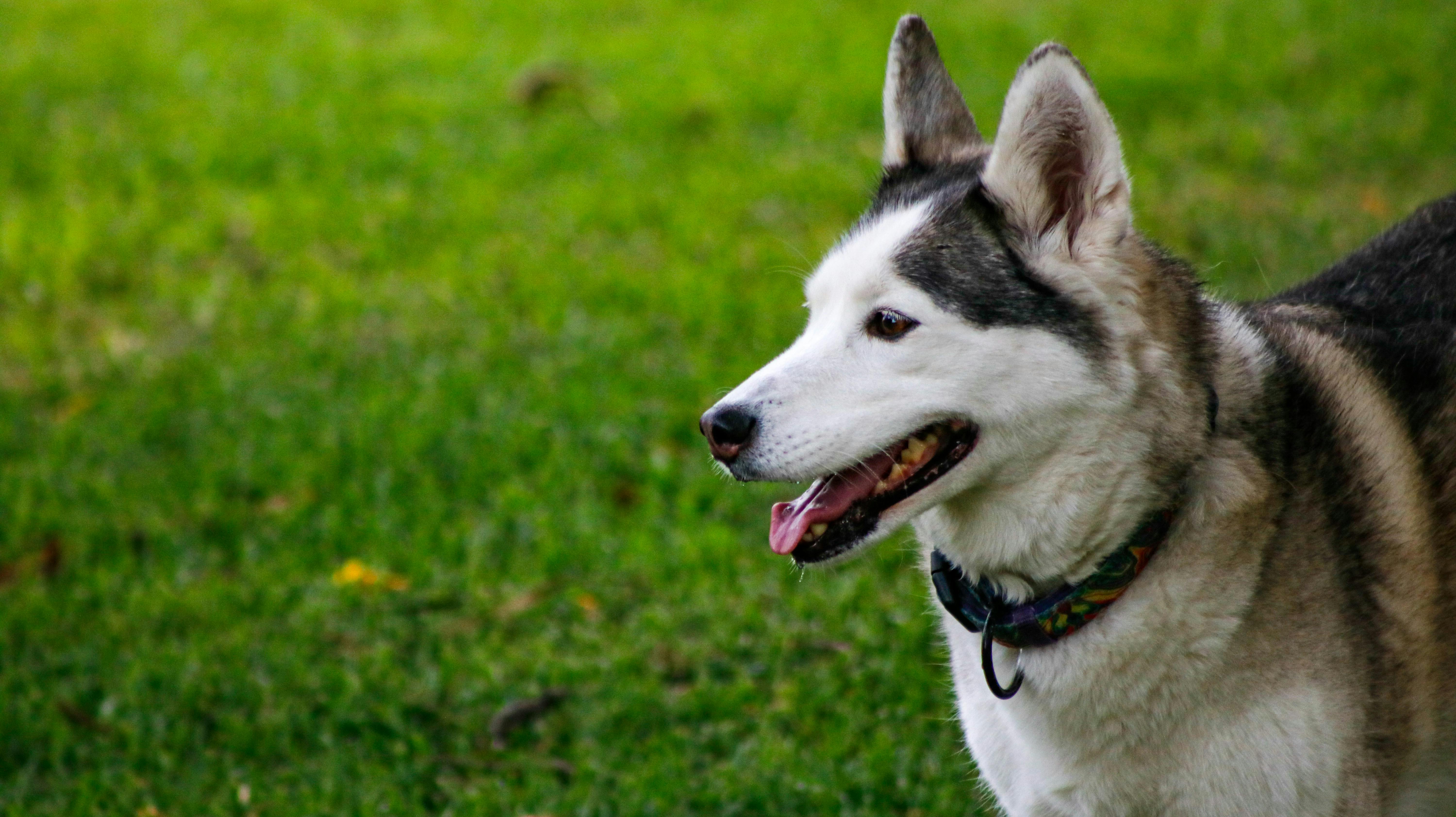 Siberian Husky Enjoying the Outdoors in Summer · Free Stock Photo
