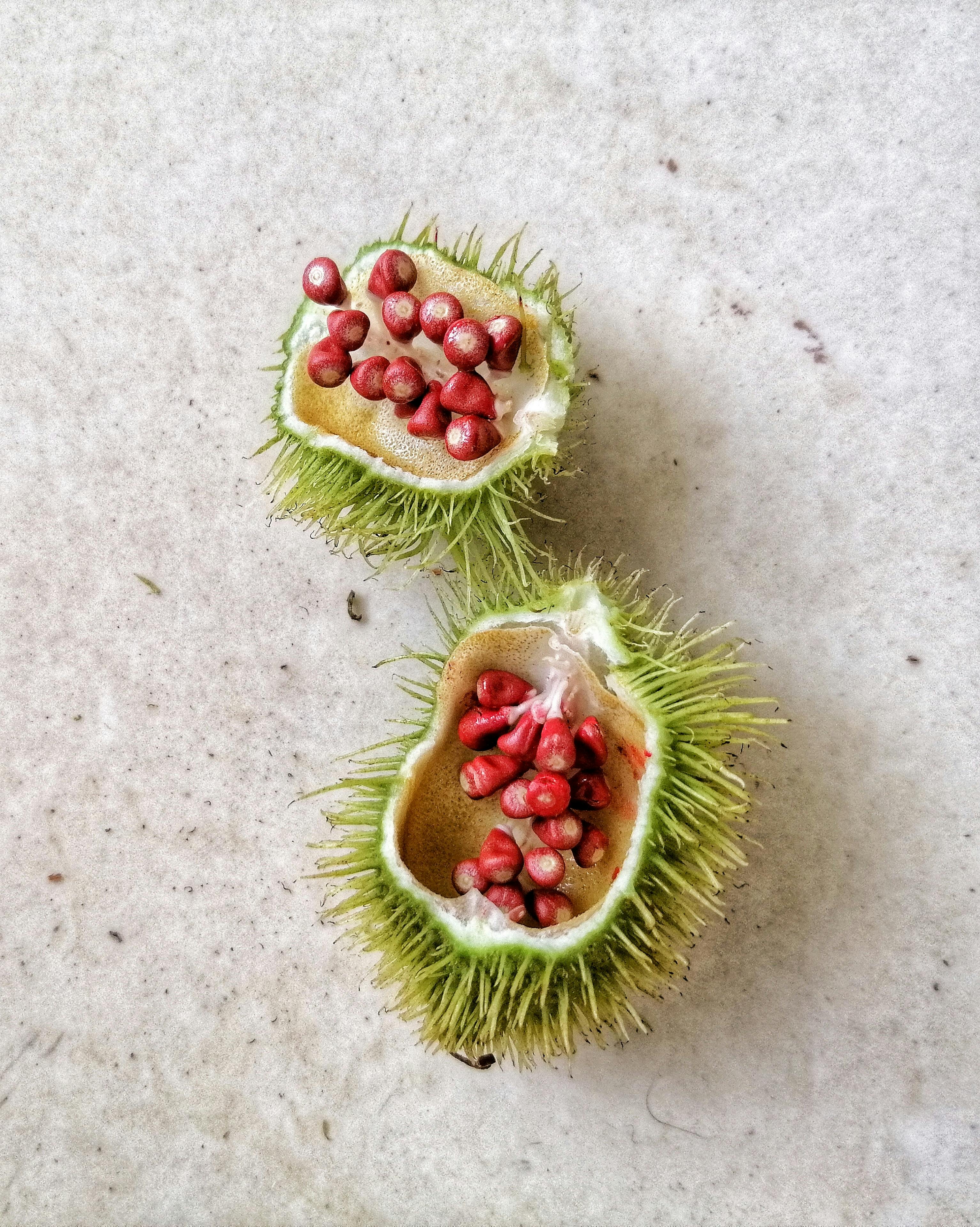 Annatto Fruit · Free Stock Photo