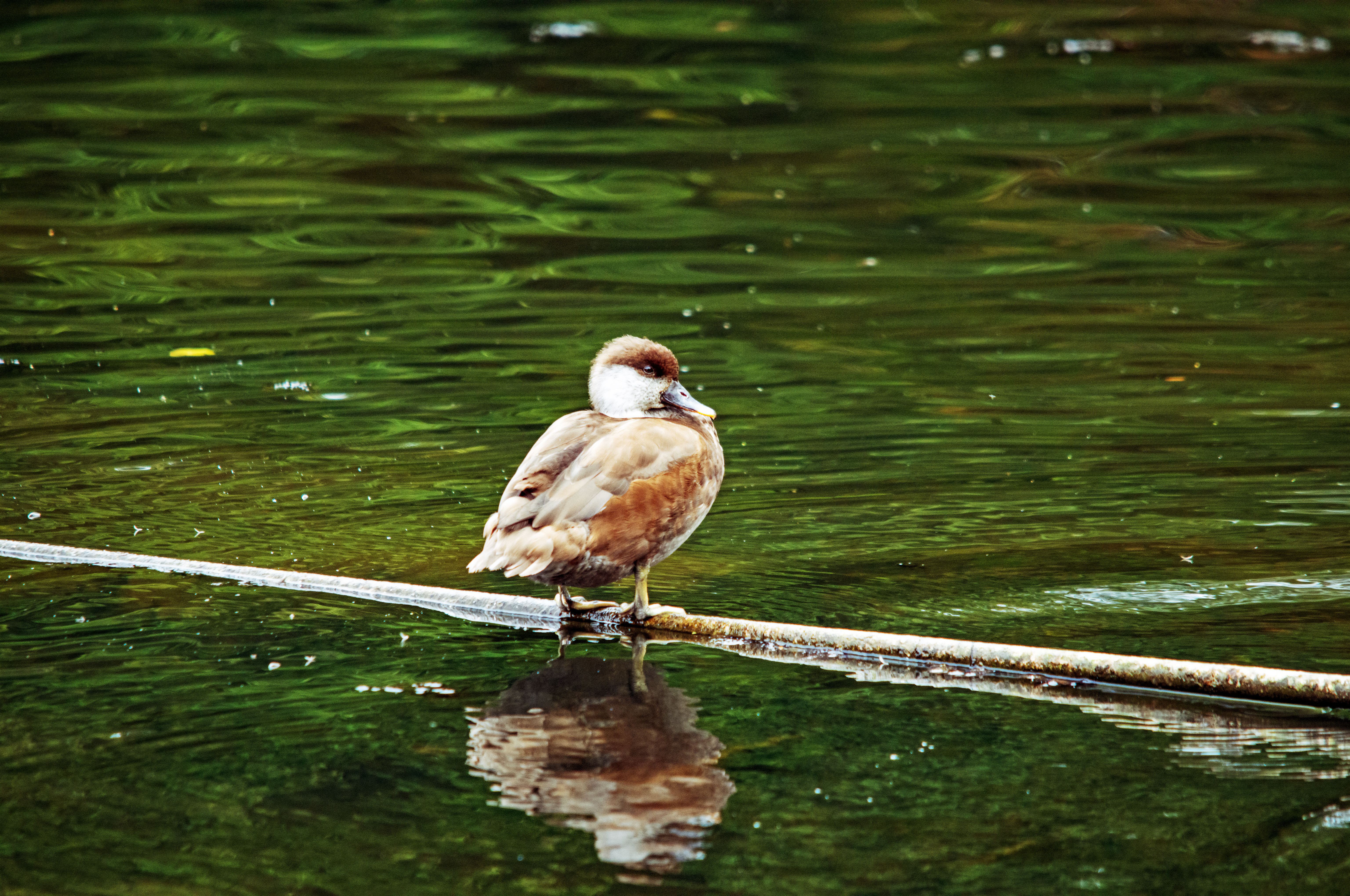 Serene Duck Resting by the Tranquil Pond · Free Stock Photo