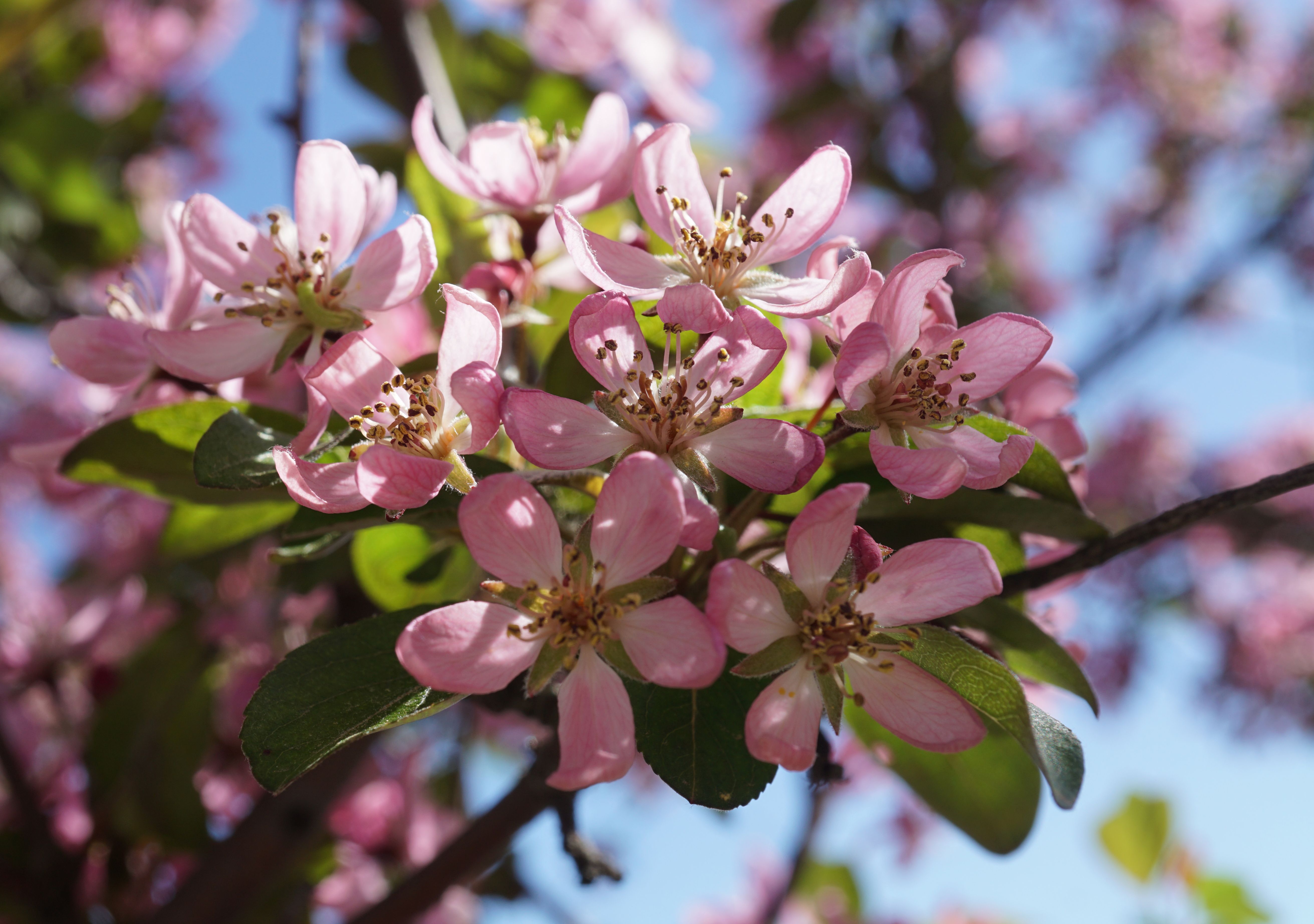 Vibrant Pink Blossoms Under Spring Sunlight · Free Stock Photo