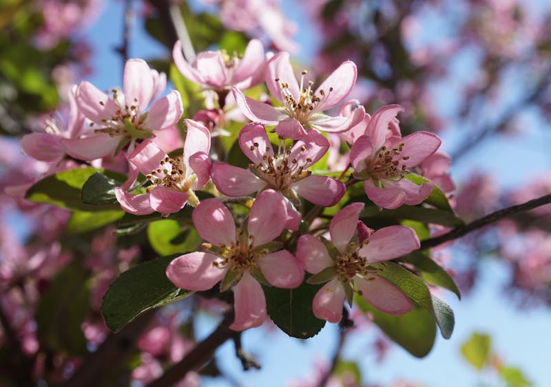 Pink Screensaver Photos, Download The BEST Free Pink Screensaver Stock ...