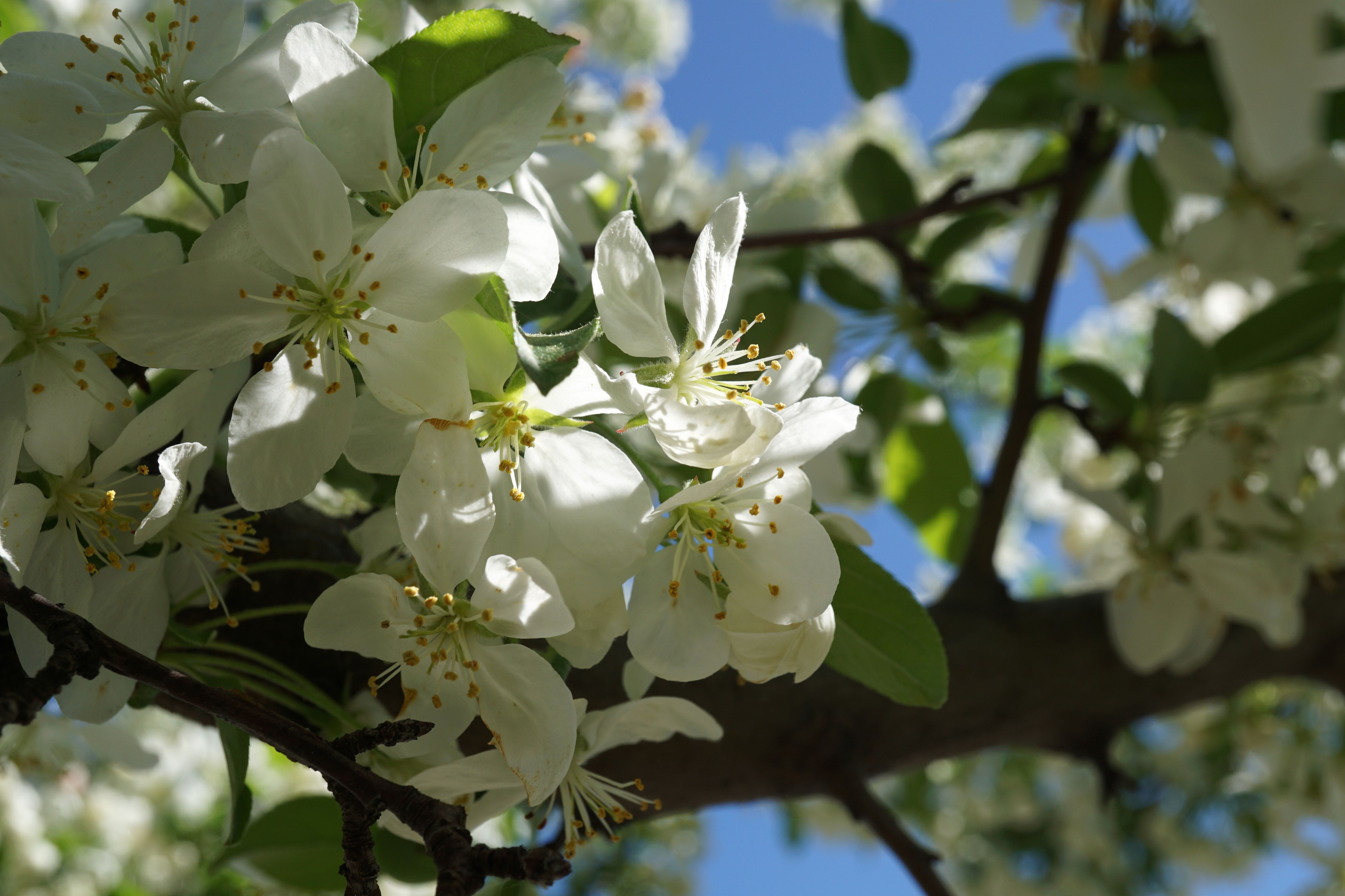 Flower Of Noni Tree Photos, Download The BEST Free Flower Of Noni Tree ...
