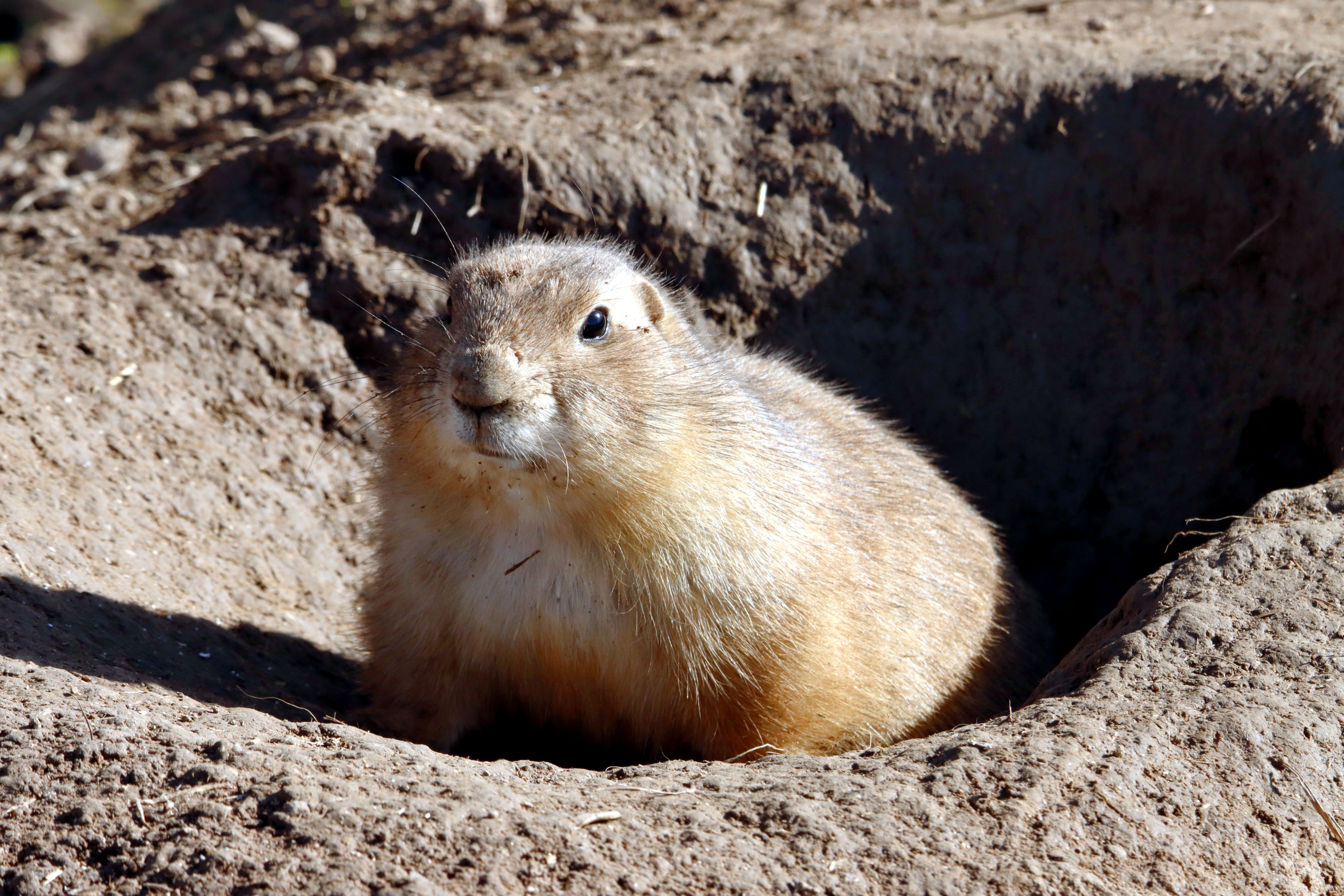 Close-up of a Prairie Dog in its Natural Habitat · Free Stock Photo