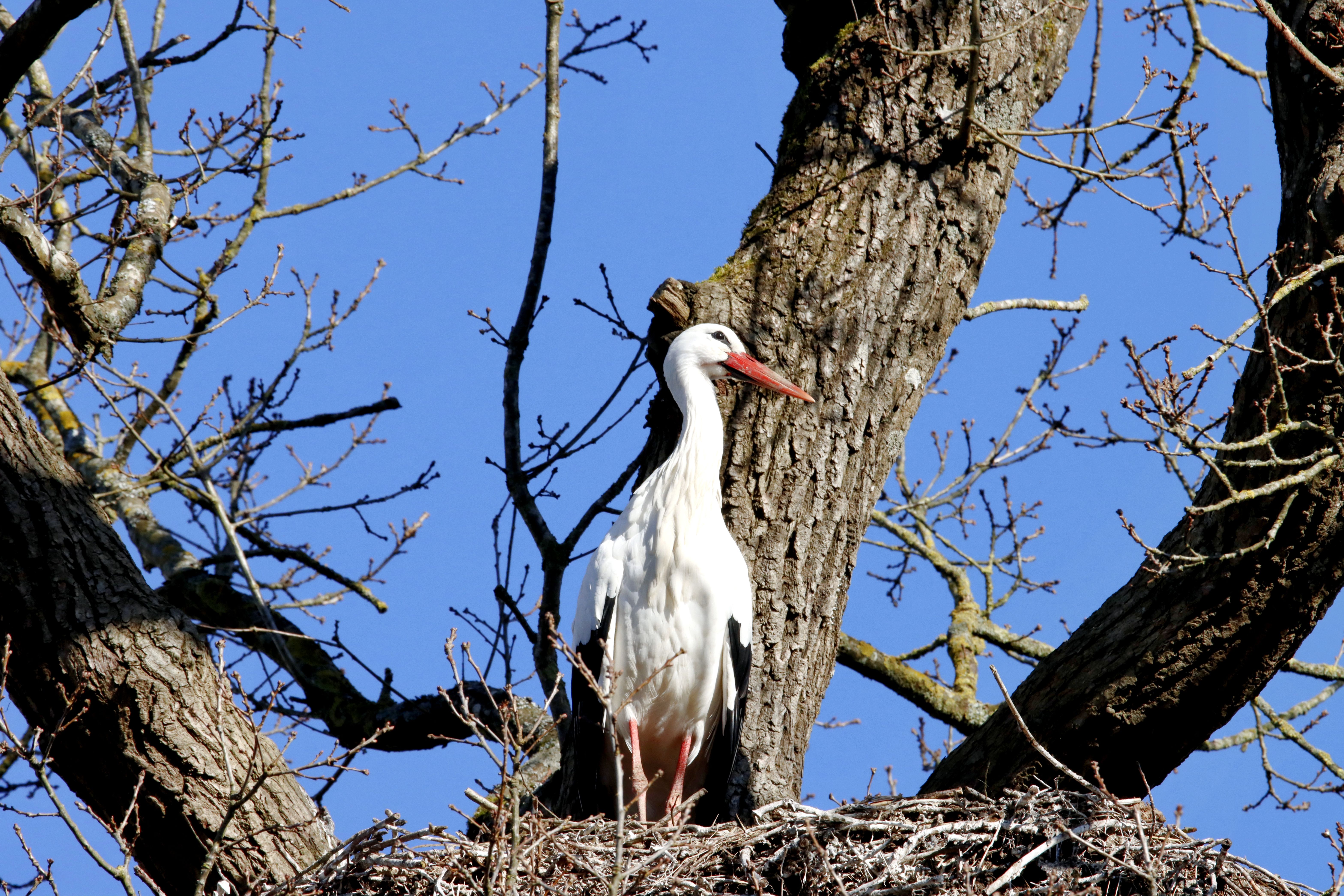 White Stork Perched in Tree Nest During Spring · Free Stock Photo